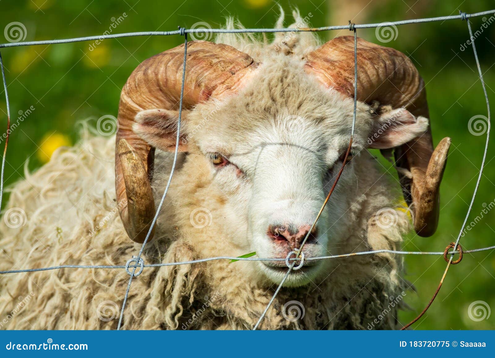 Front View of Ram with Huge Horns Stock Image - Image of twisted ...