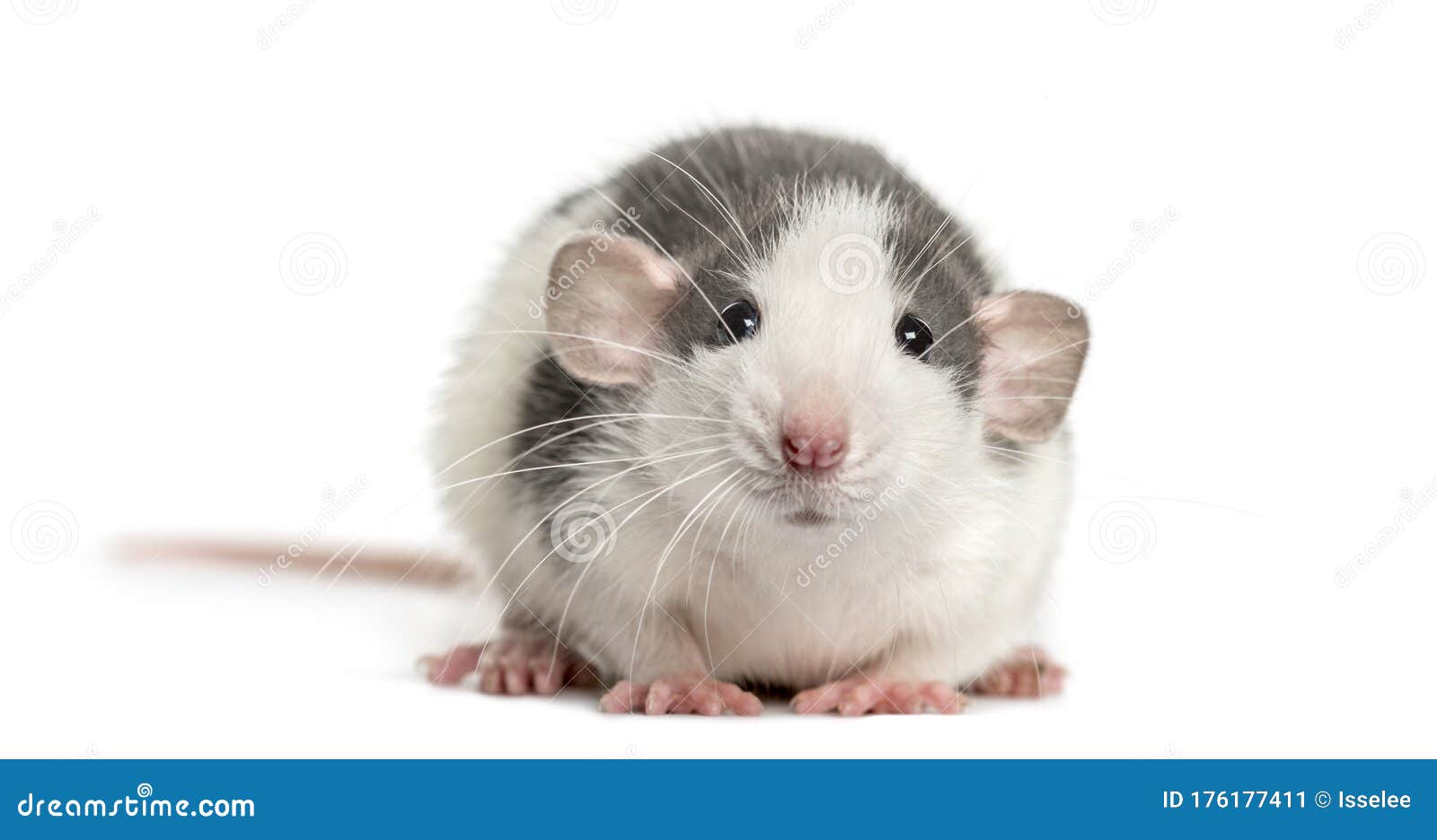 Front View of a Rat Lying, Isolated Stock Image - Image of vertebrate ...