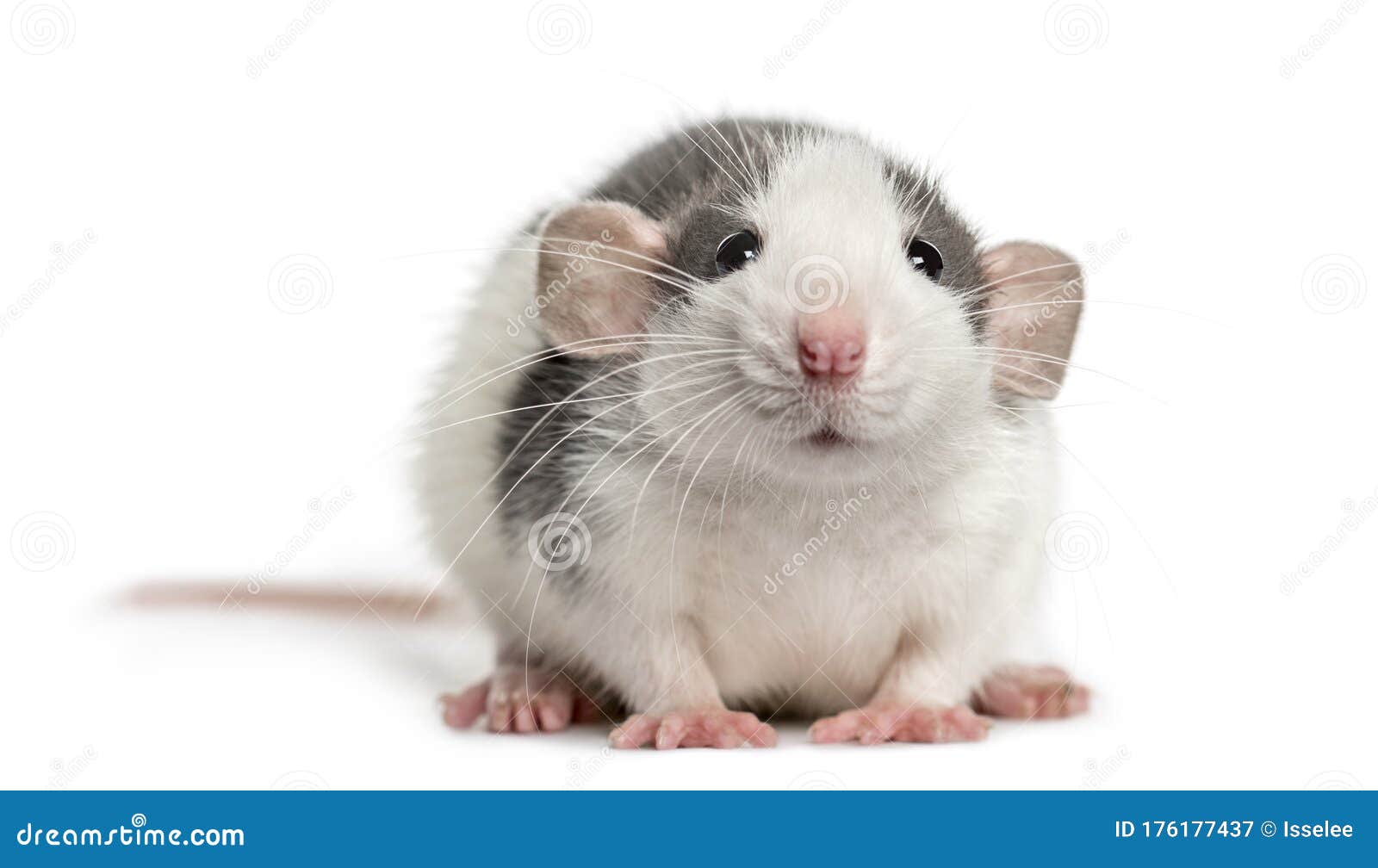 Front View of a Rat Lying, Isolated Stock Image - Image of cute ...