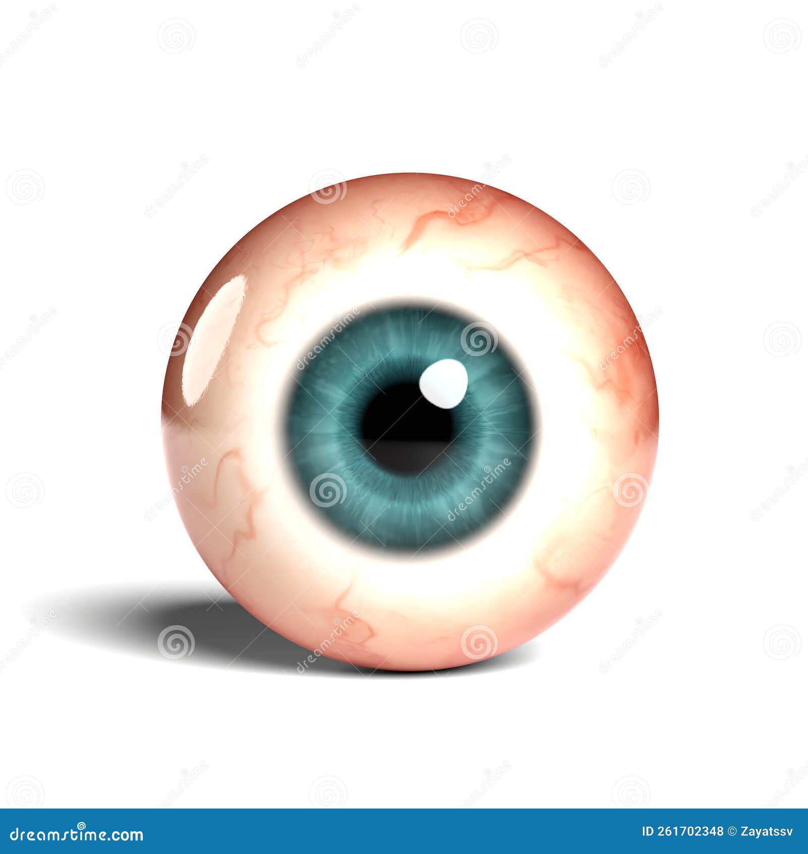 Front View of Realistic Human Eyeball Isolated on Wihte Background, 3D ...