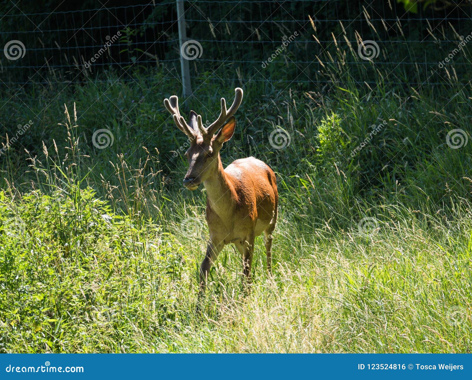 Front View of Red Deer in a Field Stock Photo - Image of natural ...