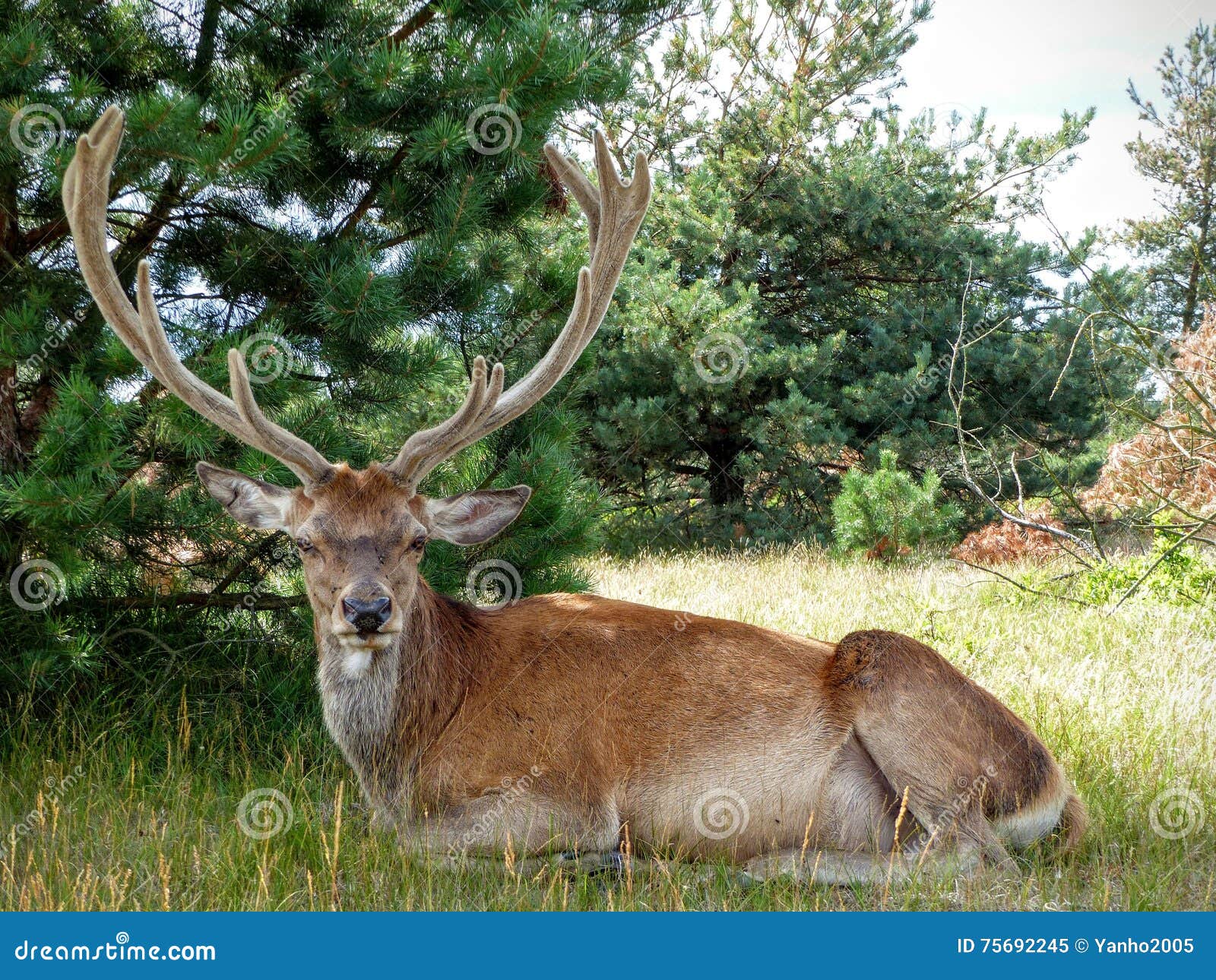 Front View of Red Deer Stag with Large Antlers Stock Image - Image of ...