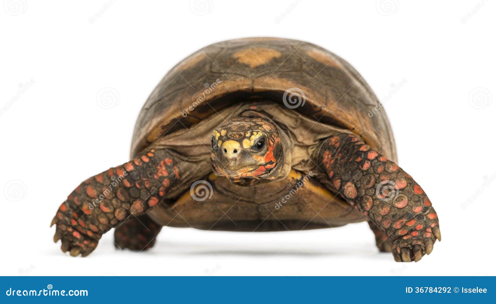 Front View of a Red-footed Tortoise, Chelonoidis Carbonaria Stock Photo ...