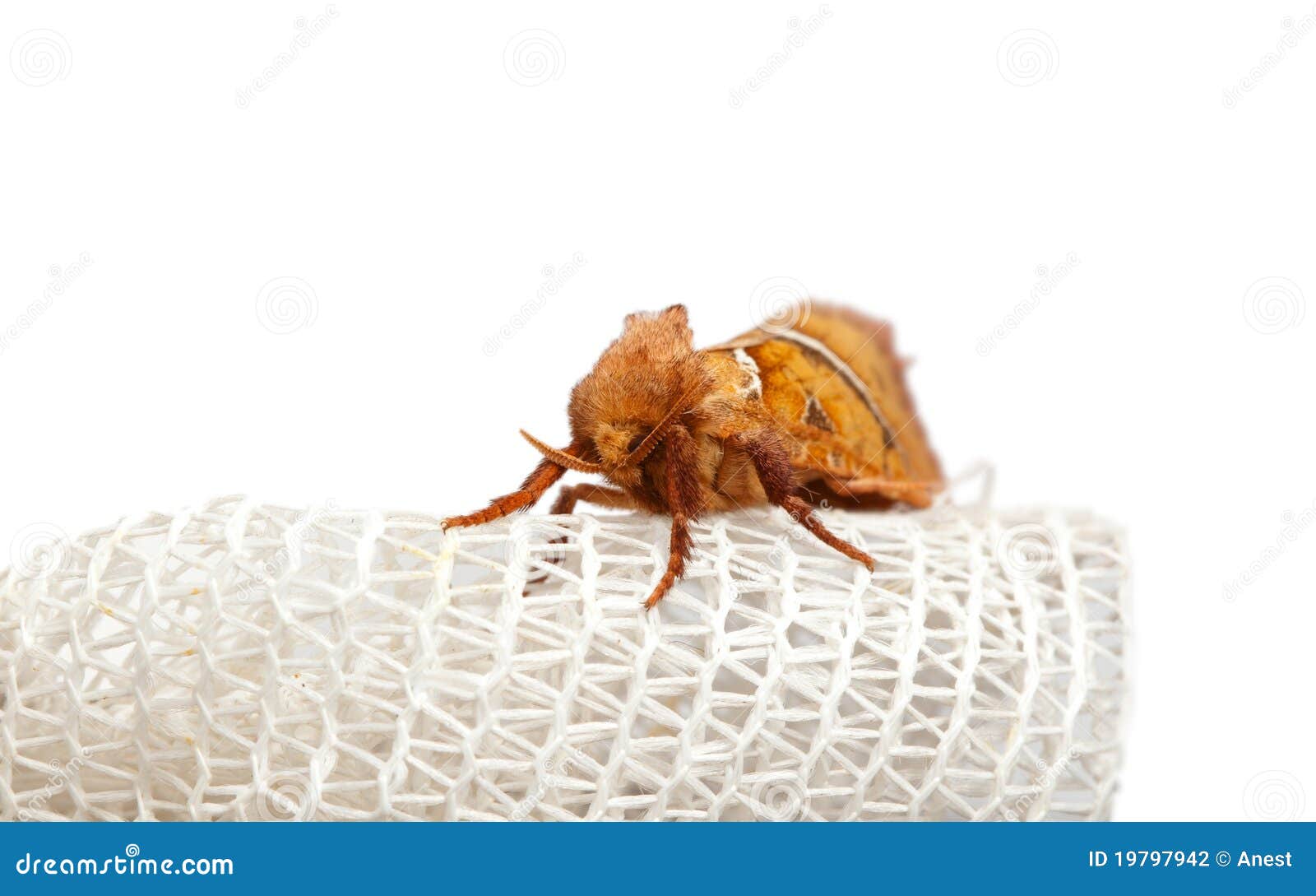 Front View of Red Fuzzy Moth Isolated on White Stock Photo - Image of ...