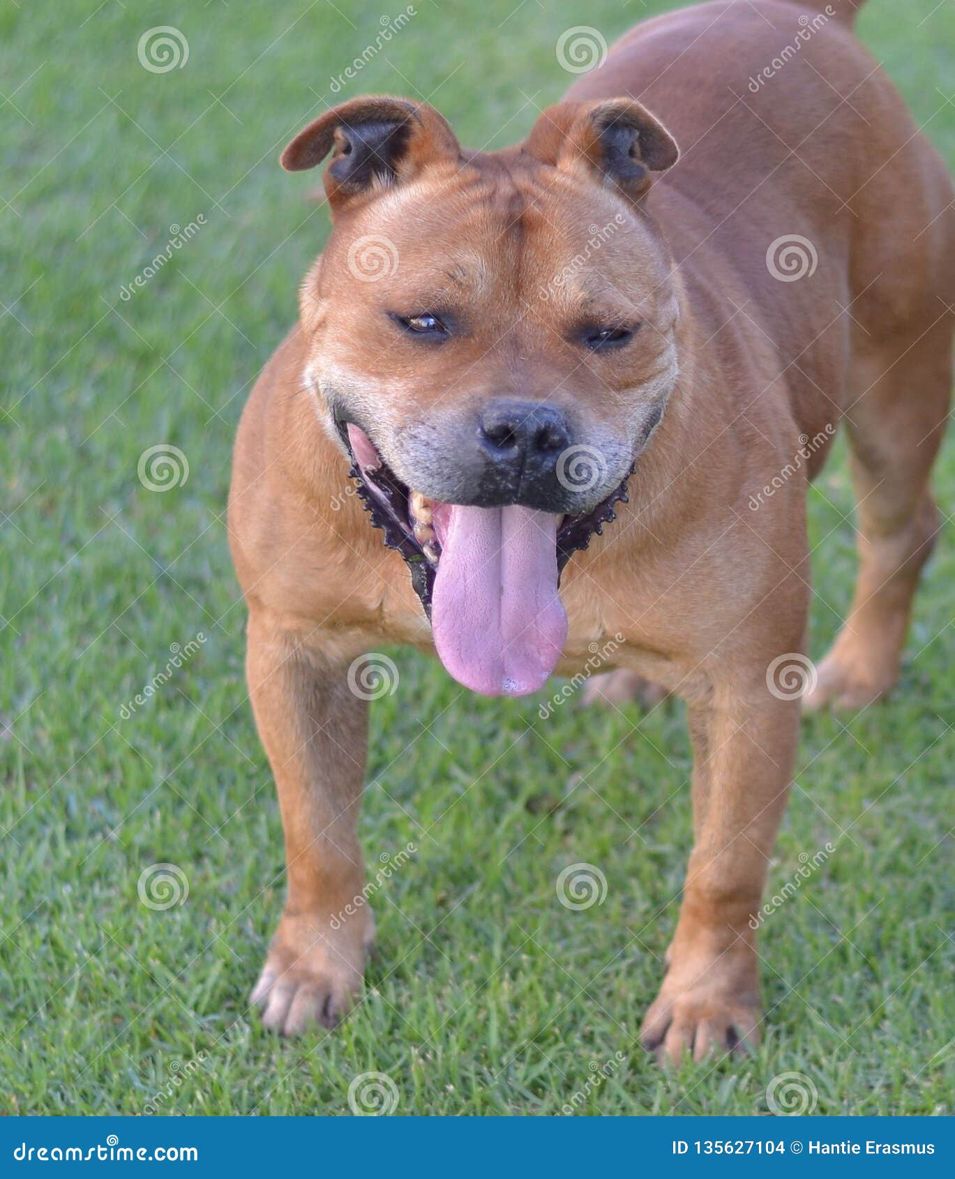 Front view of red Staffie stock photo. Image of foreground - 135627104