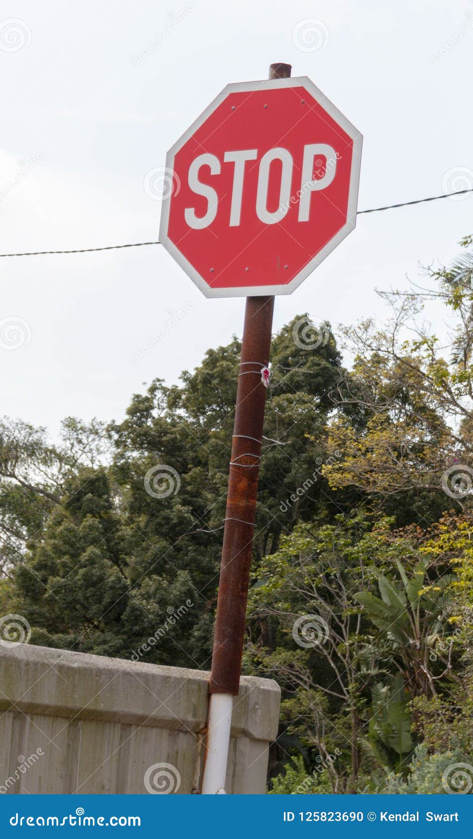 A Stop Sign stock photo. Image of leaves, steel, view - 125823690