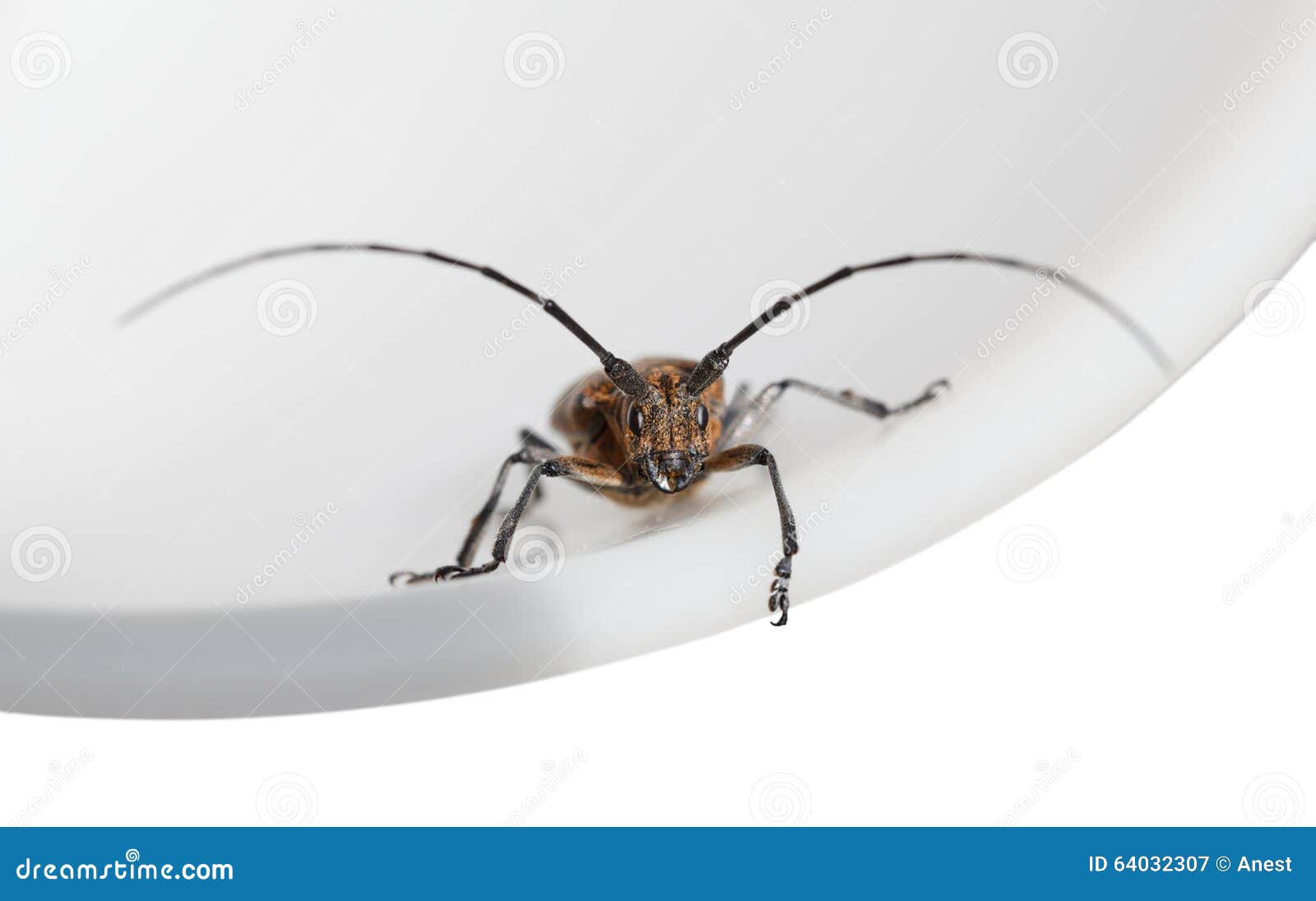 Front View of Resting Beetle Stock Image - Image of closeup, view: 64032307