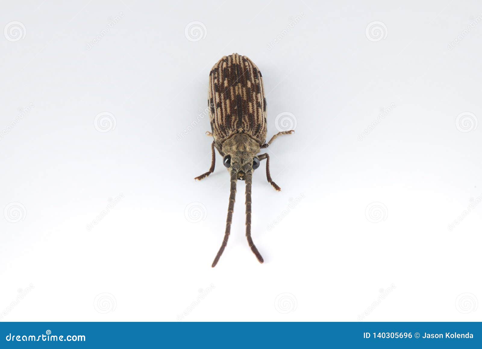 Reticulated Beetle - Front View Stock Photo - Image of wildlife, shadow ...
