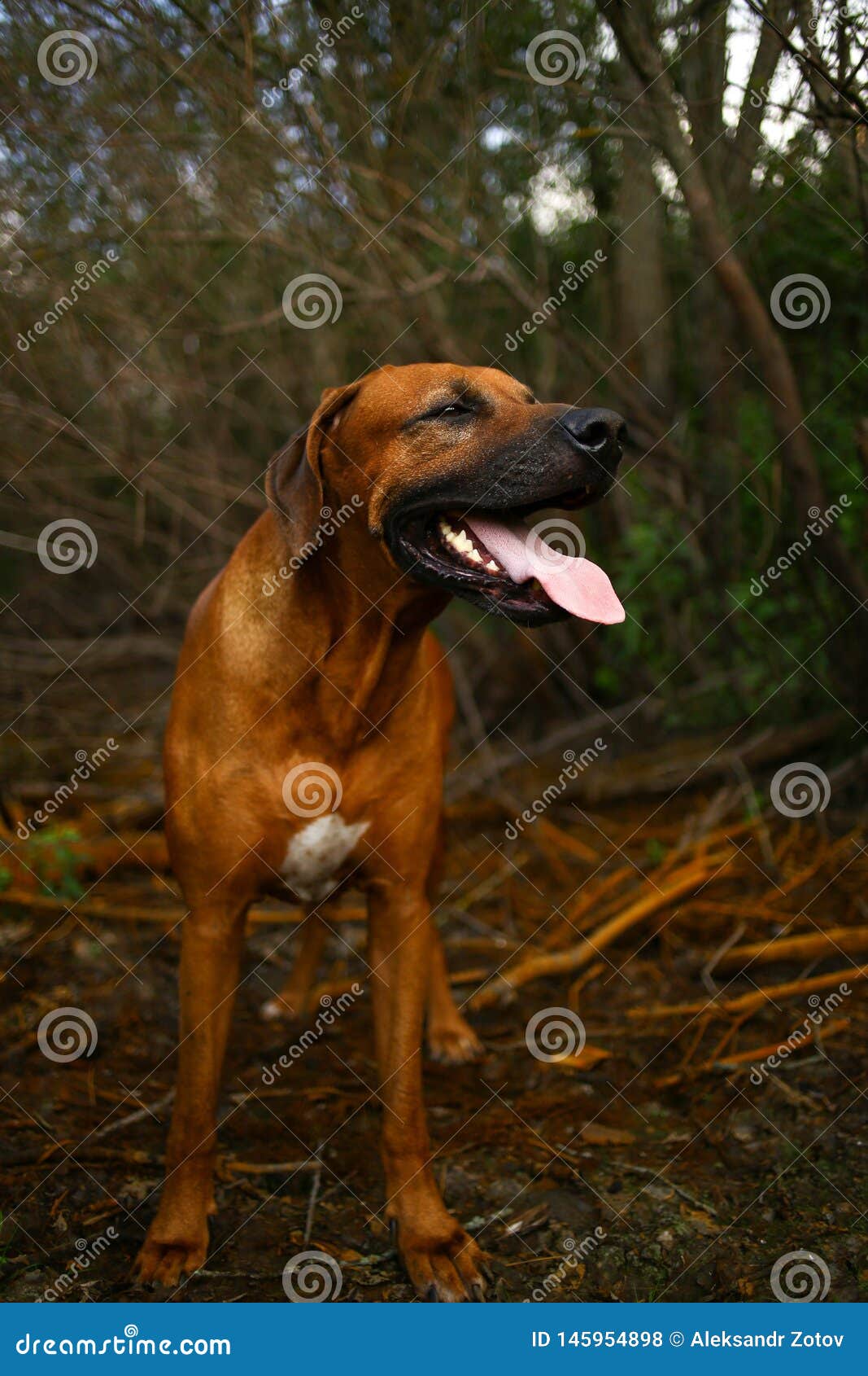 Front View at a Rhodesian Ridgeback for a Walk Outdoors on a Field ...