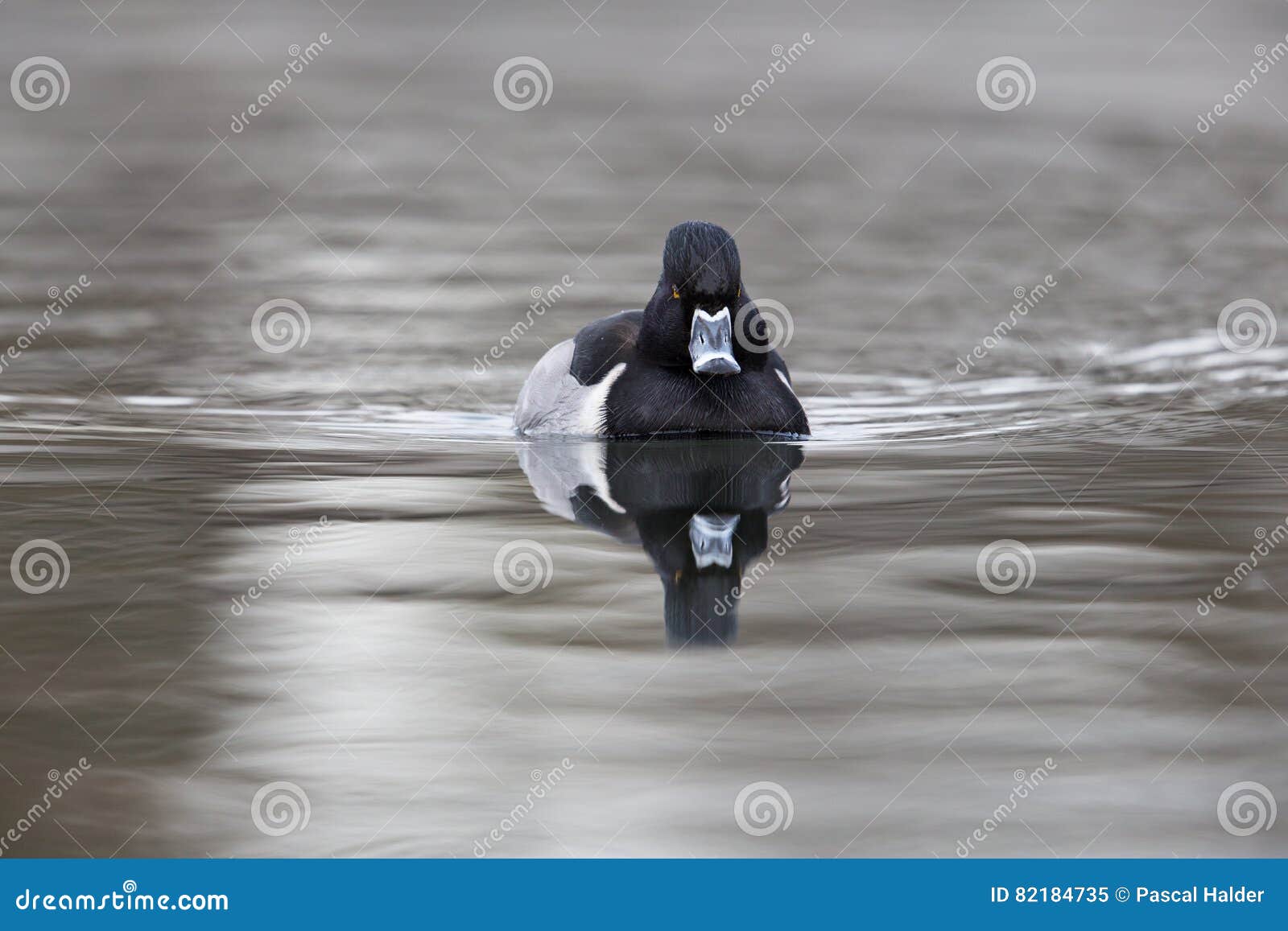 Front View of a Ring-billed Duck Aythya Collaris, Marila Collar Stock ...