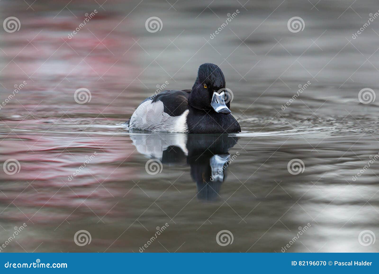 Front View of a Ring-billed Duck Aythya Collaris, Marila Collar Stock ...