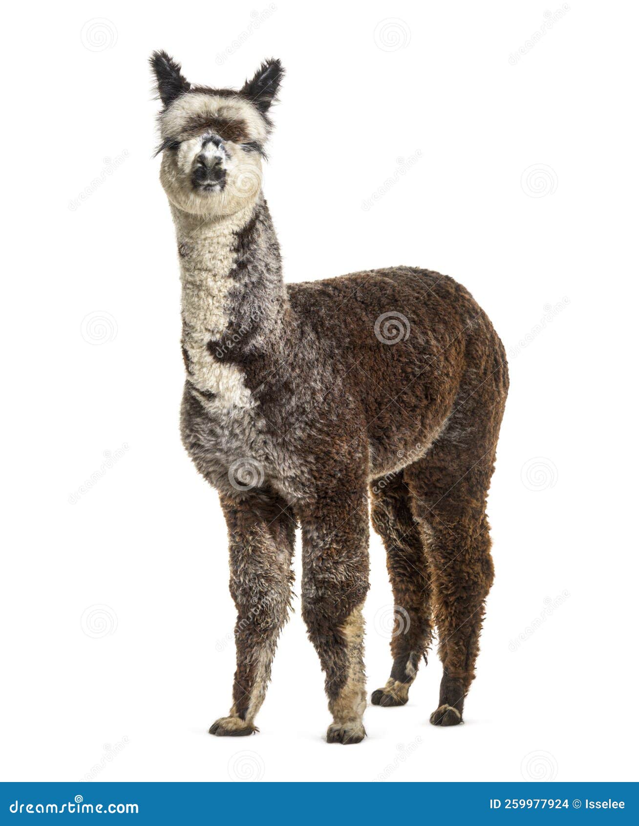 Front View of a Rose Grey Young Alpaca - Lama Pacos Stock Photo - Image ...