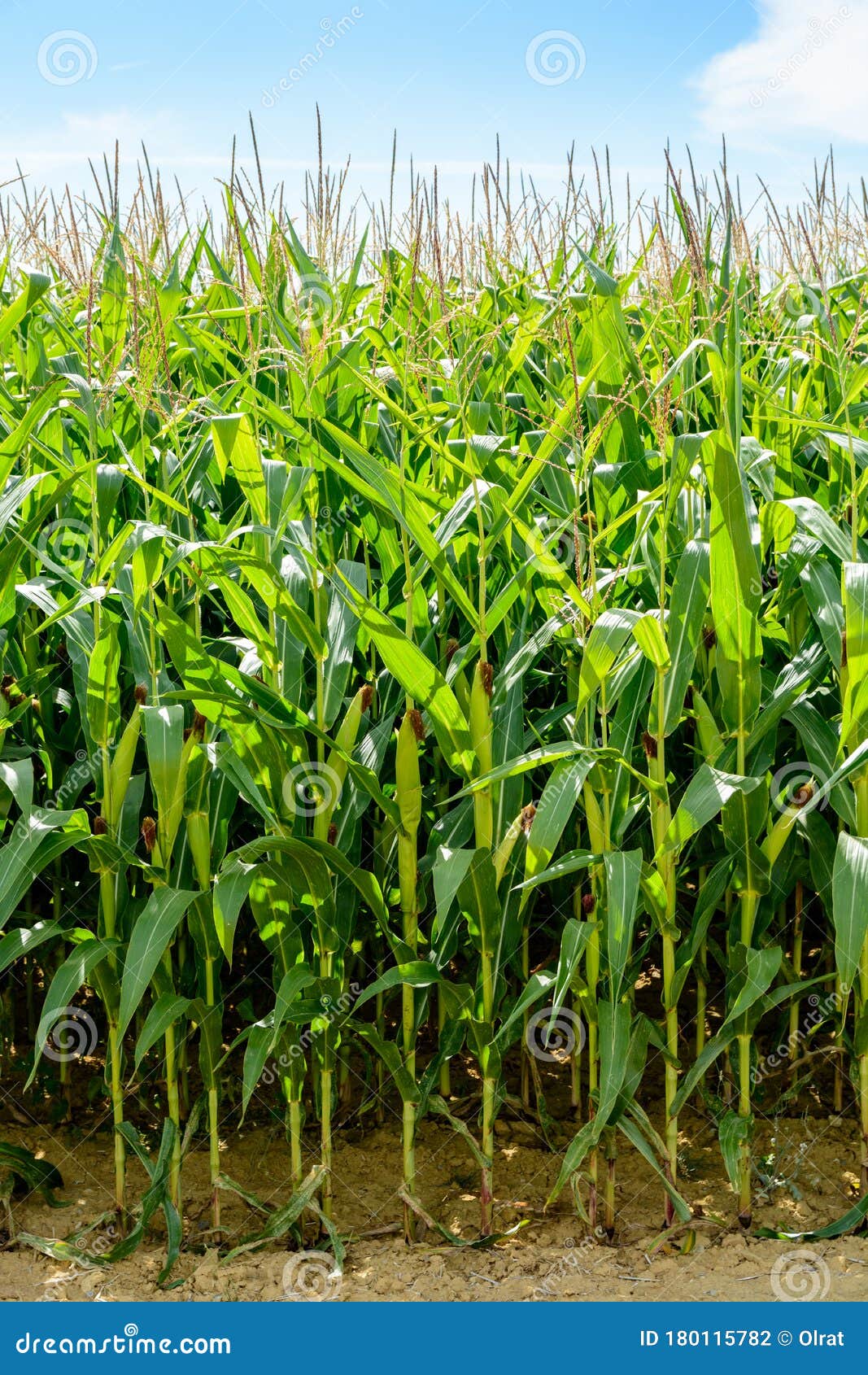 Front View of Rows of Ripening Corn in a Field Under a Pale Blue Sky ...