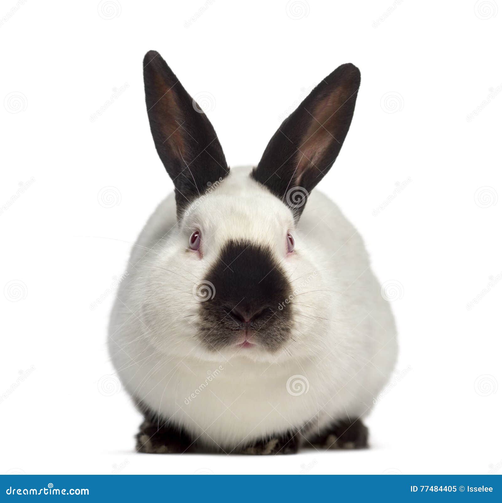 Front View of Russian Rabbit Stock Image - Image of mammal, studio ...