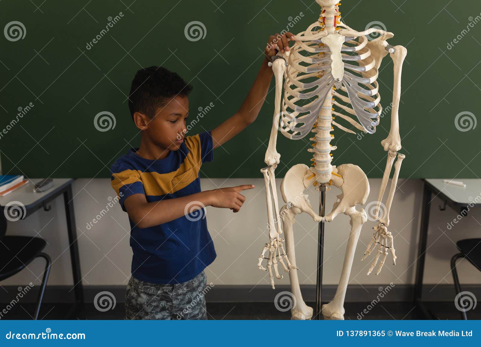 Front View of Schoolboy Explaining Human Skeleton Model in Classroom ...