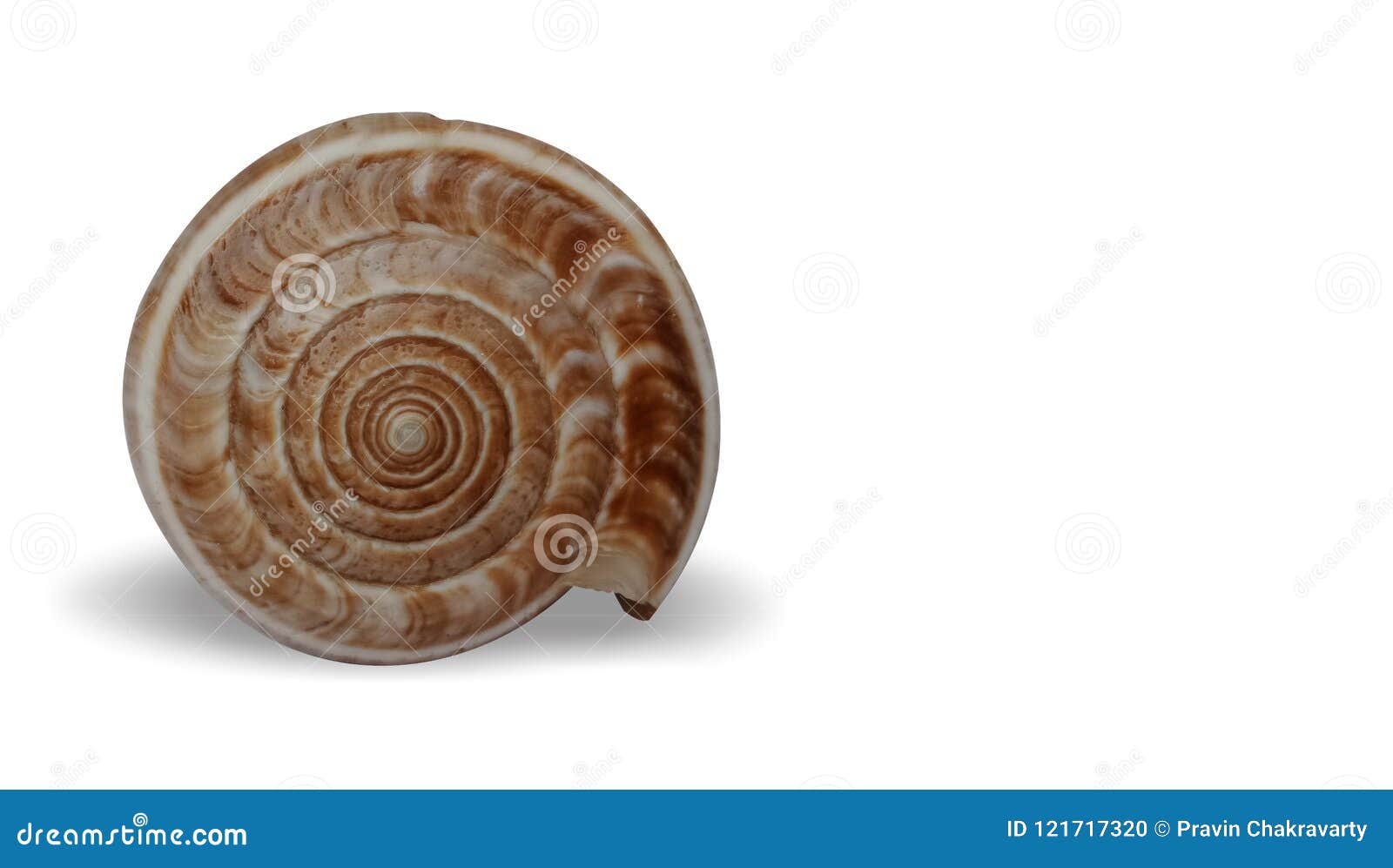 Sea Shell with White Background Wallpaper, Stock Photo - Image of fish ...