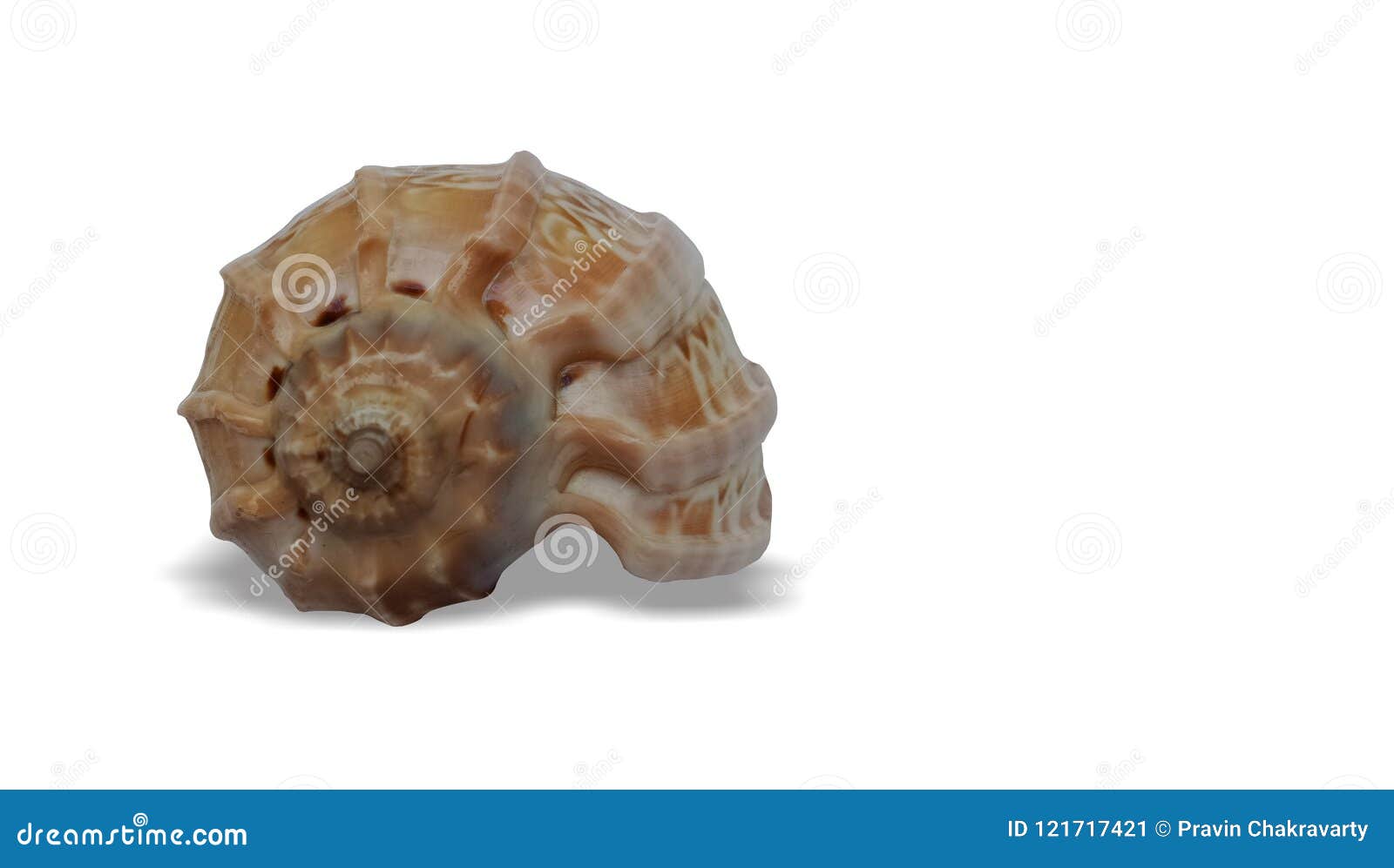 Sea Shell with White Background Wallpaper, Stock Image - Image of ...