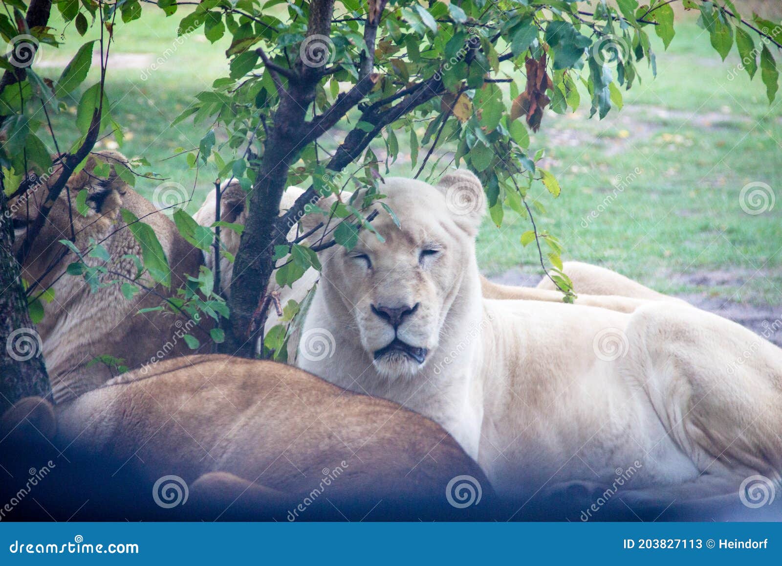 Front View of Several White Lionesses Lying Around a Tree Stock Image ...