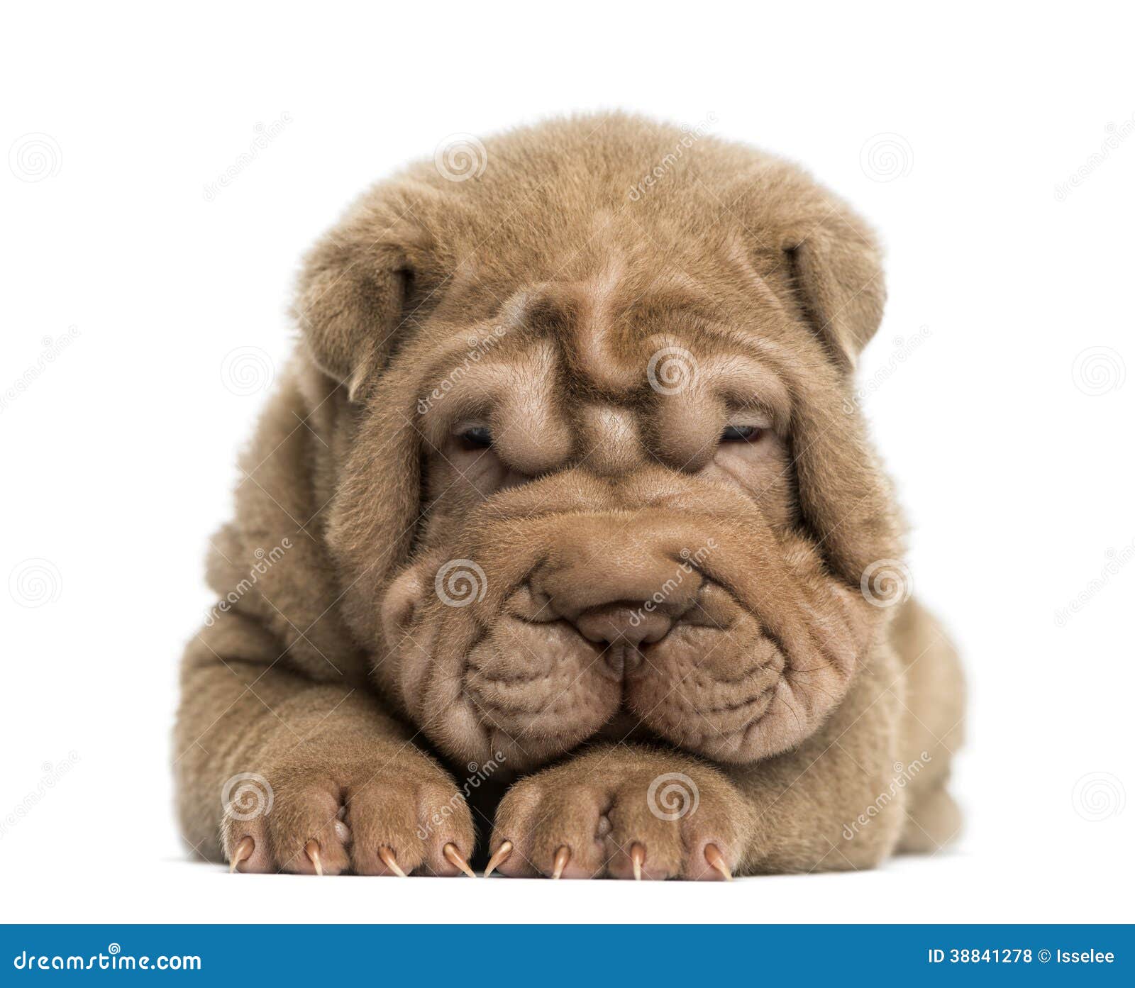 Front View of a Shar Pei Puppy Lying Down, Tired Stock Photo - Image of ...