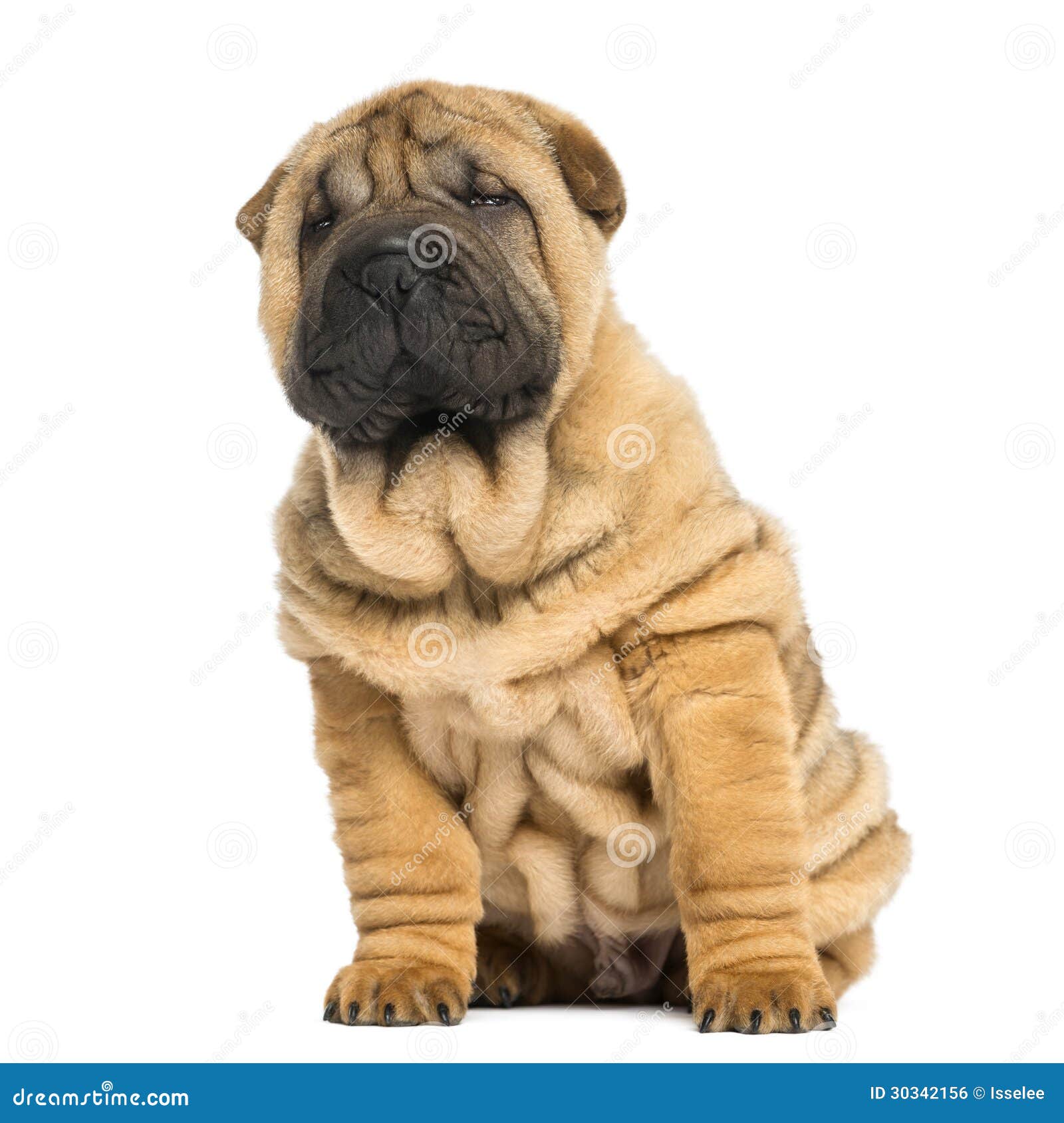 Front View of a Shar Pei Puppy Sitting and Looking Away Stock Photo ...