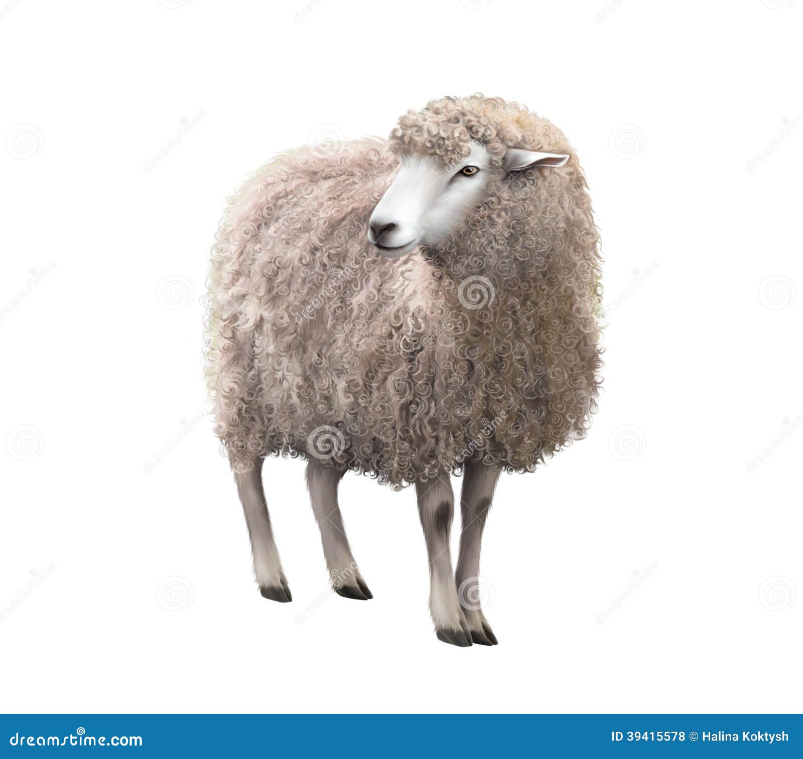 Front View of a Sheep Looking Away Stock Photo - Image of mammal, alone ...