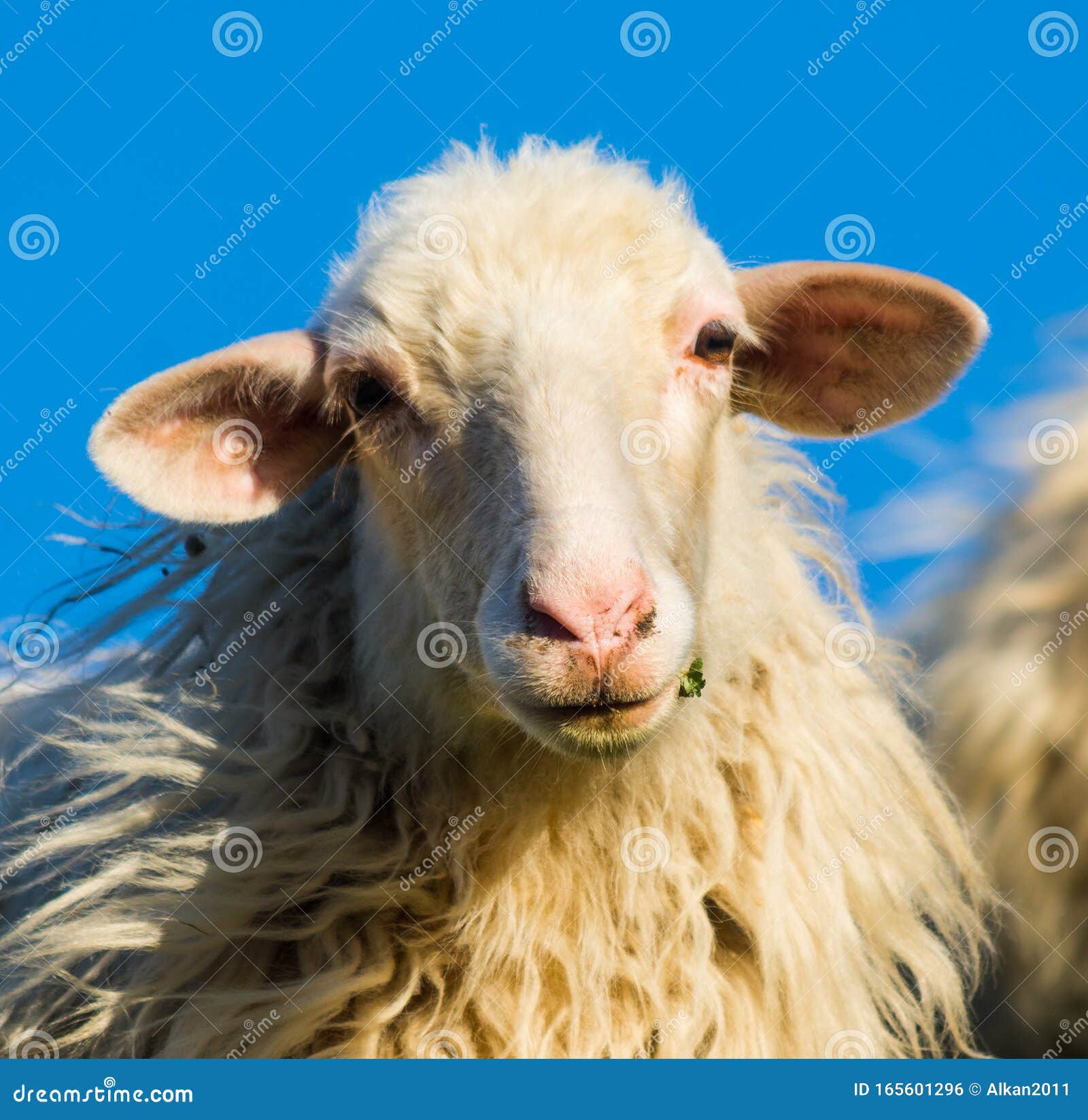 Front View of a Sheep Under a Blue Sky Stock Photo - Image of nose ...