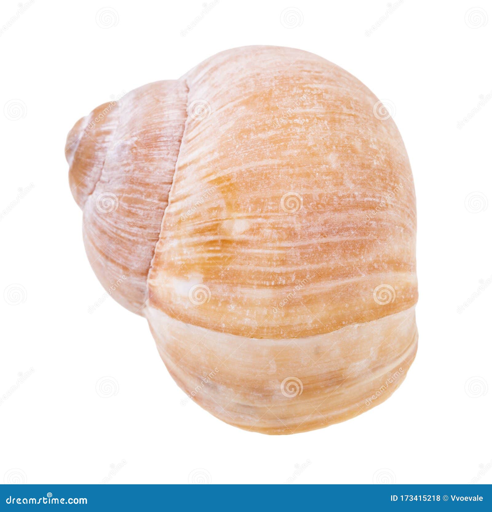 Front View of Shell of Land Snail Isolated Stock Photo - Image of light ...