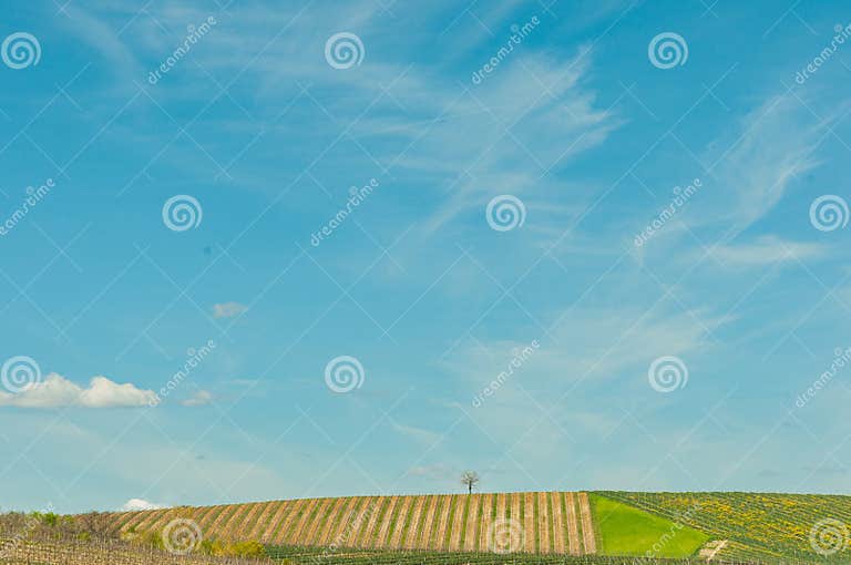 Single, Leafless, Tree, in Vineyard of Foresteria Villa Cerna, Italy ...