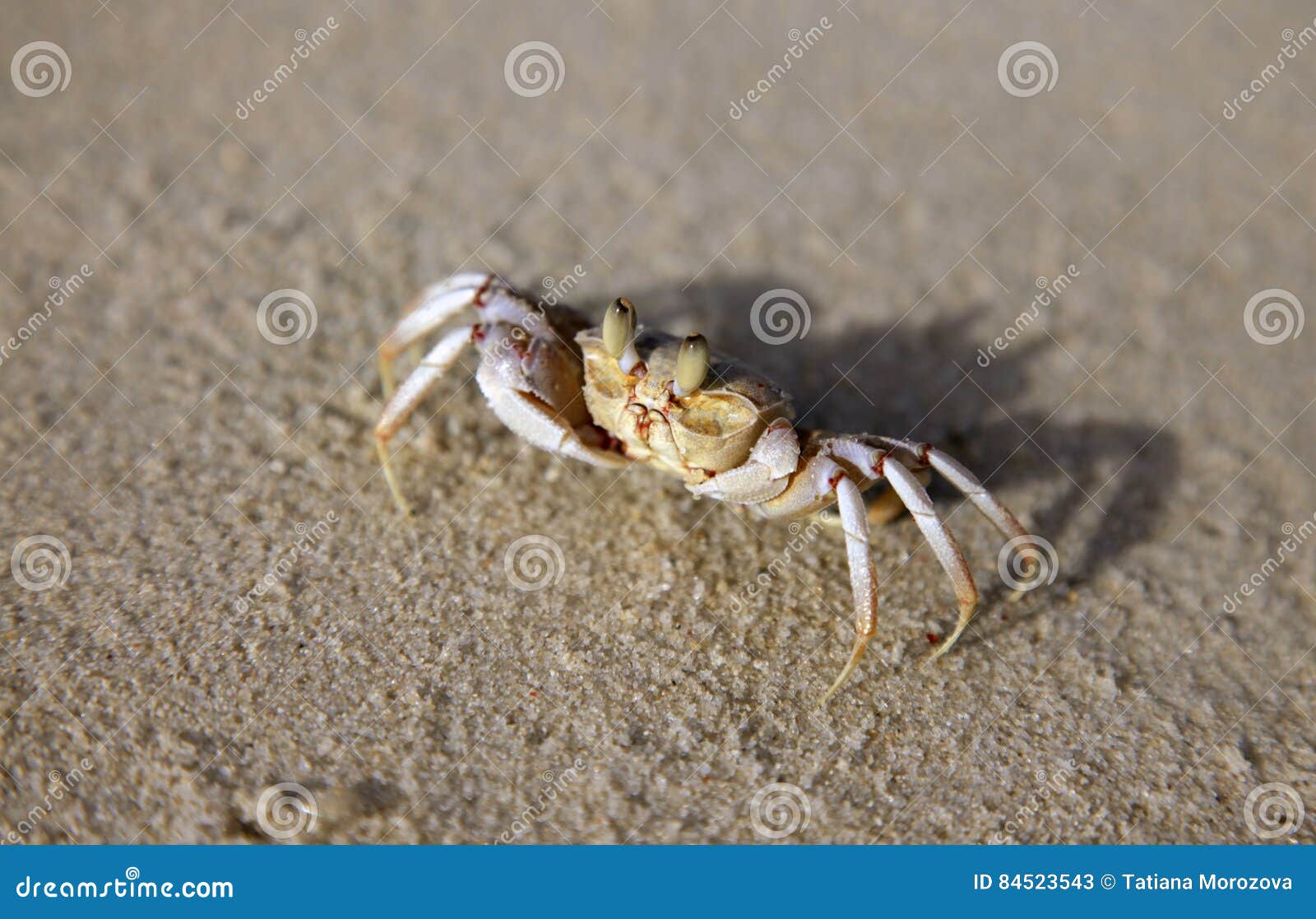 Front View of a Singular Sand Crab Stock Image - Image of claw, nature ...