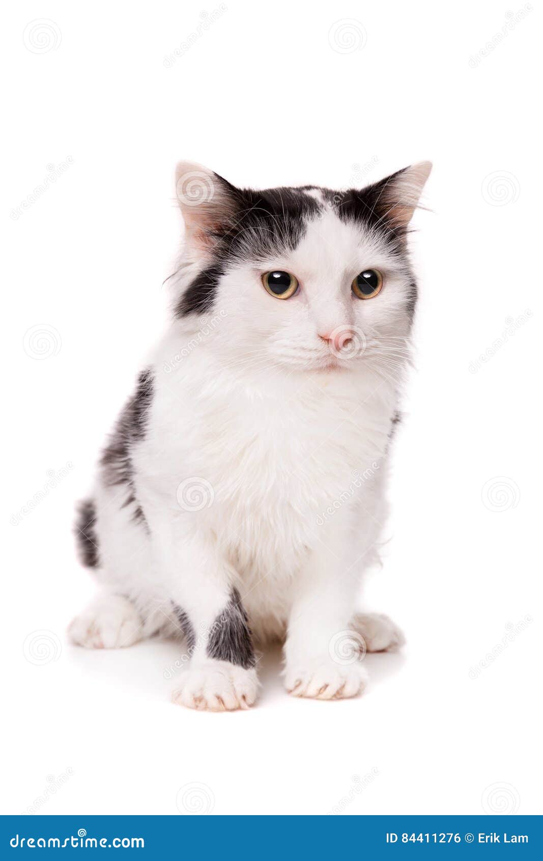 Front View of a Sitting Cat Stock Photo - Image of domestic, background ...