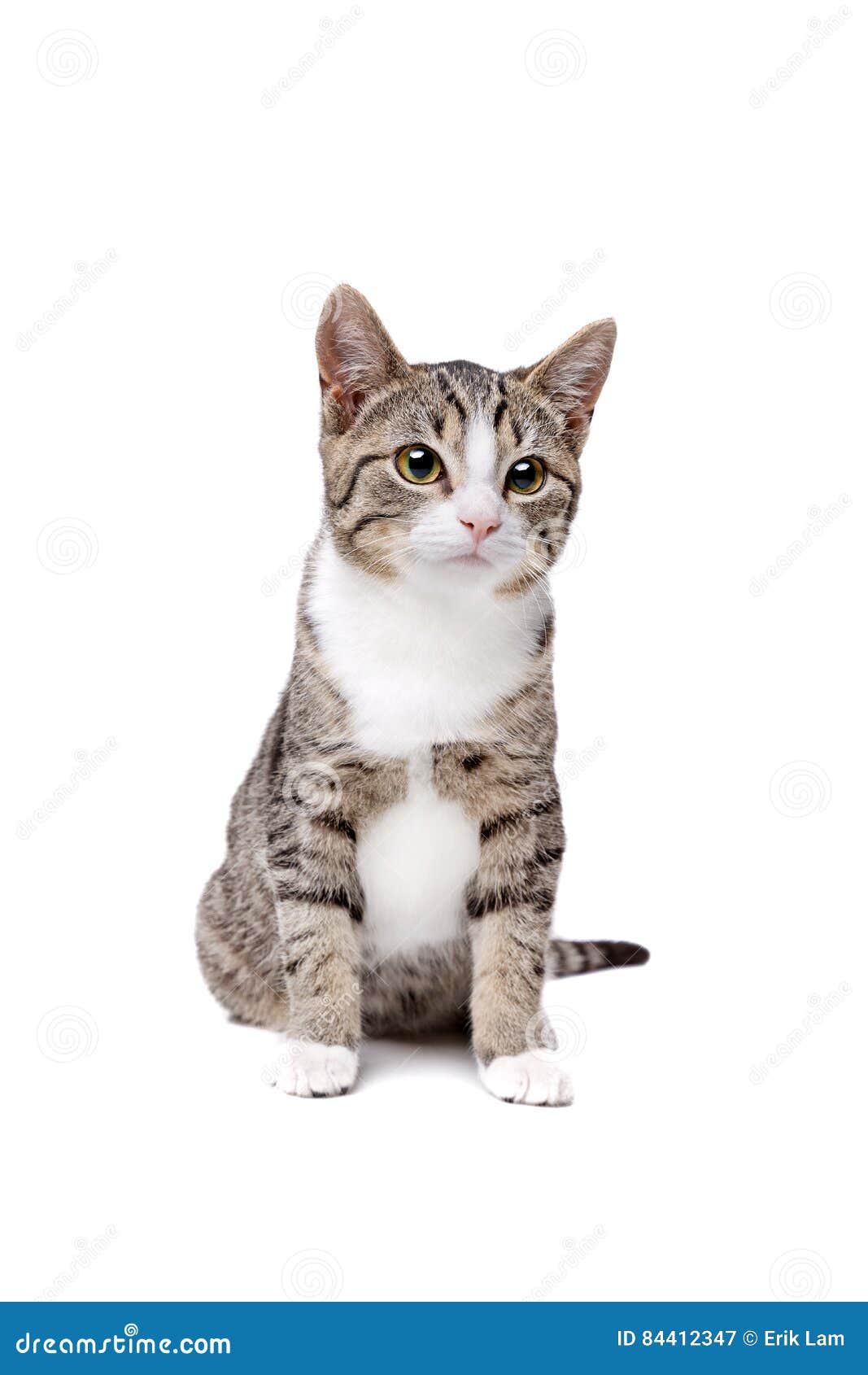 Front View of a Sitting Cat Stock Image - Image of sitting, asian: 84412347