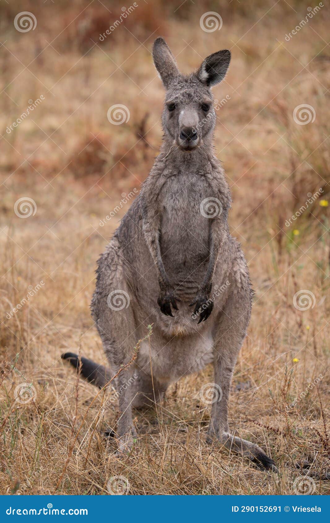 Claws Of Kangaroo Is A Marsupial From The Family Macropodidae Royalty ...