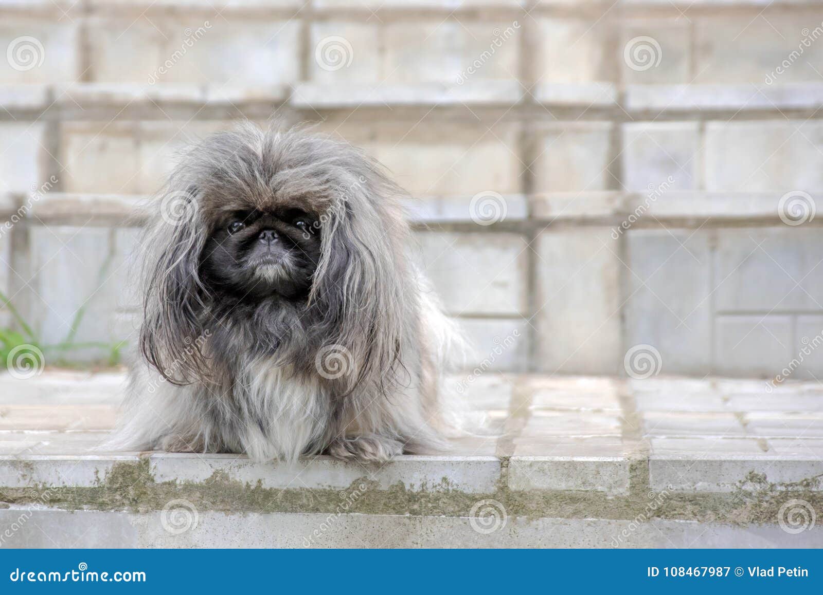 Front View of a Sitting Scared and Sad Pekingese Dog Stock Image ...