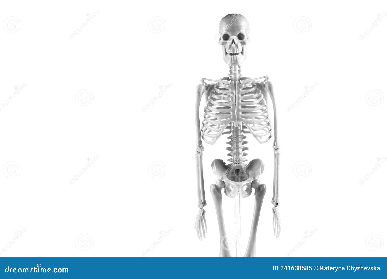 Front View of Skeleton Model Against White Background Stock ...