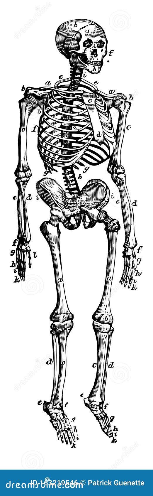 Front View of Skeleton, Vintage Illustration Stock Vector ...