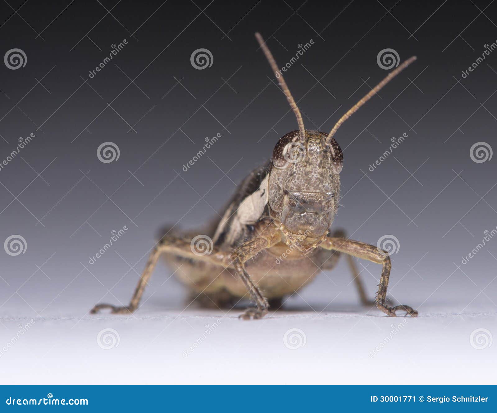 Small Locust stock image. Image of crops, gregarious - 30001771