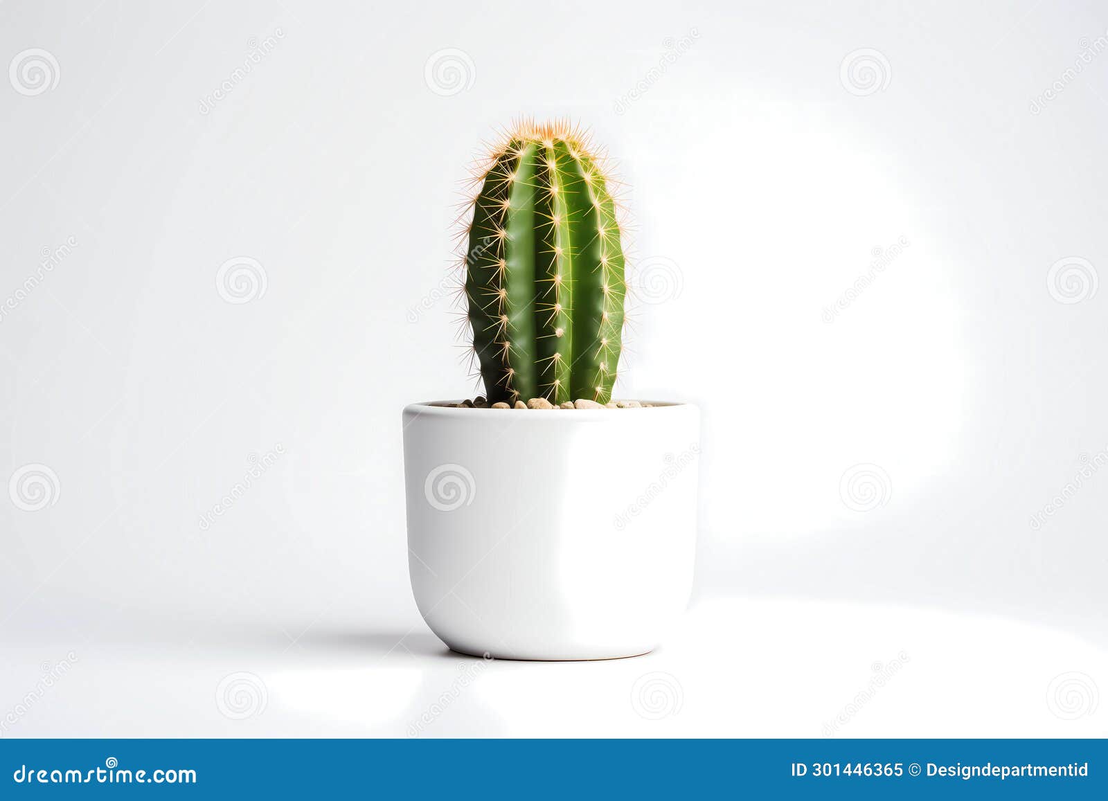 Front View of Small Plant in Pot Succulents or Cactus Stock ...