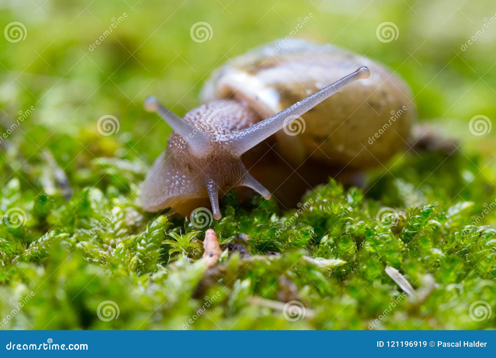 Front View Snail with Shell and Tentacles on Green Surface Stock Image ...