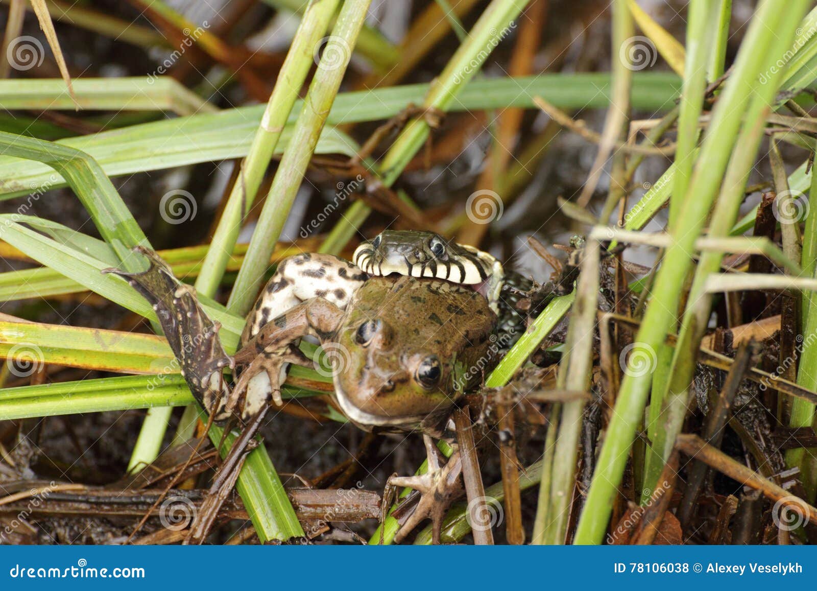 The Front View of the Snake and Trapped Her a Toad Stock Photo - Image ...