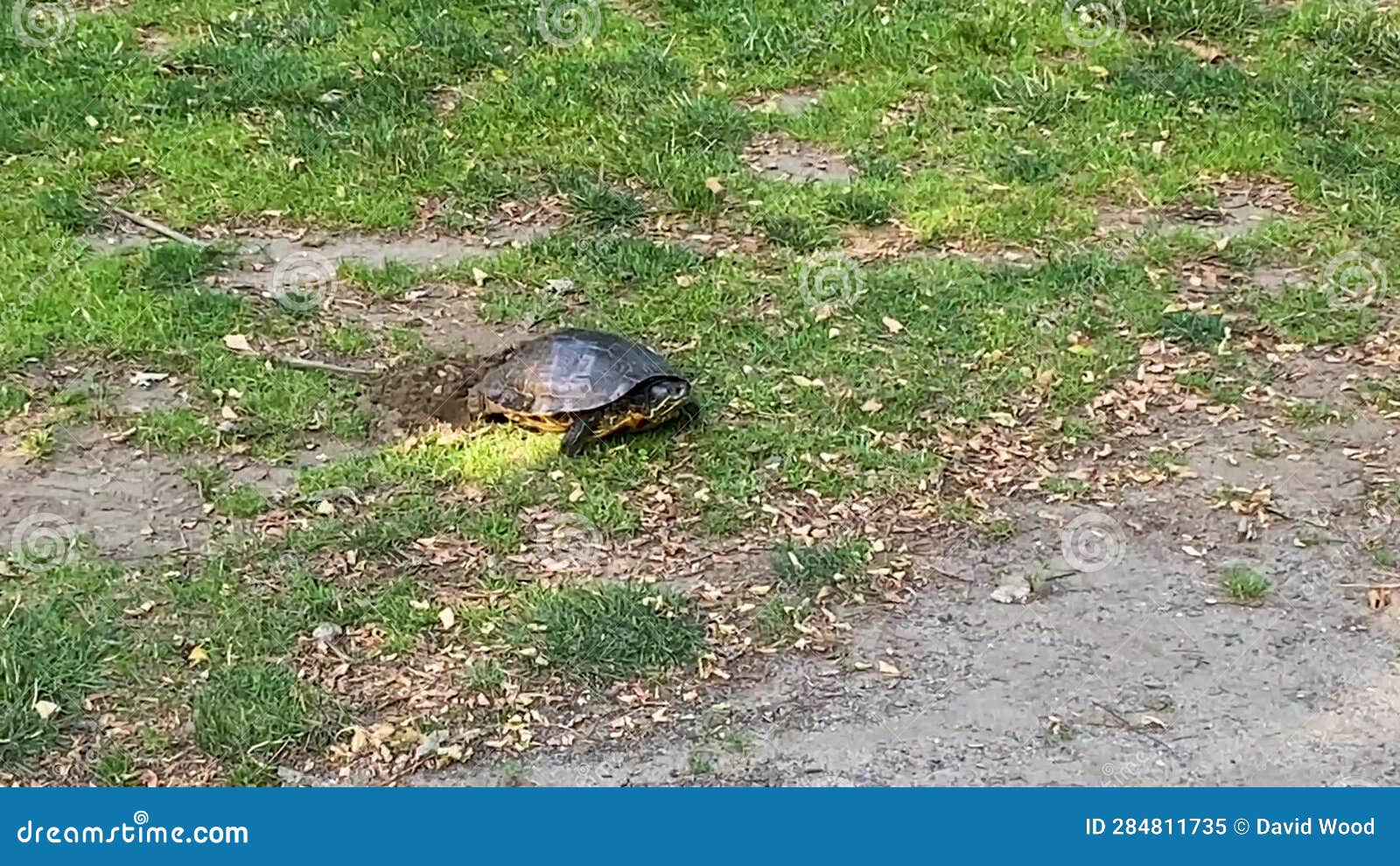 Front View of a Snapping Turtle Laying Her Eggs in the Grass Across ...
