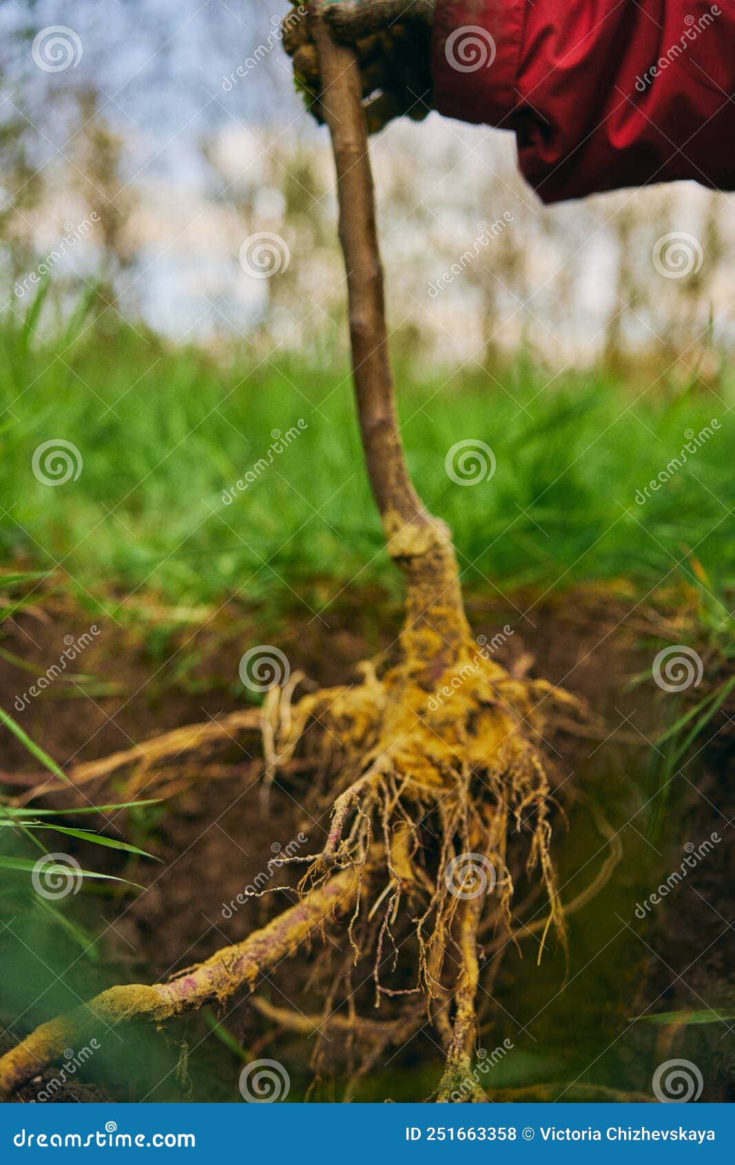Front View of Someone Digging the Ground Making a Deep Trench in the ...