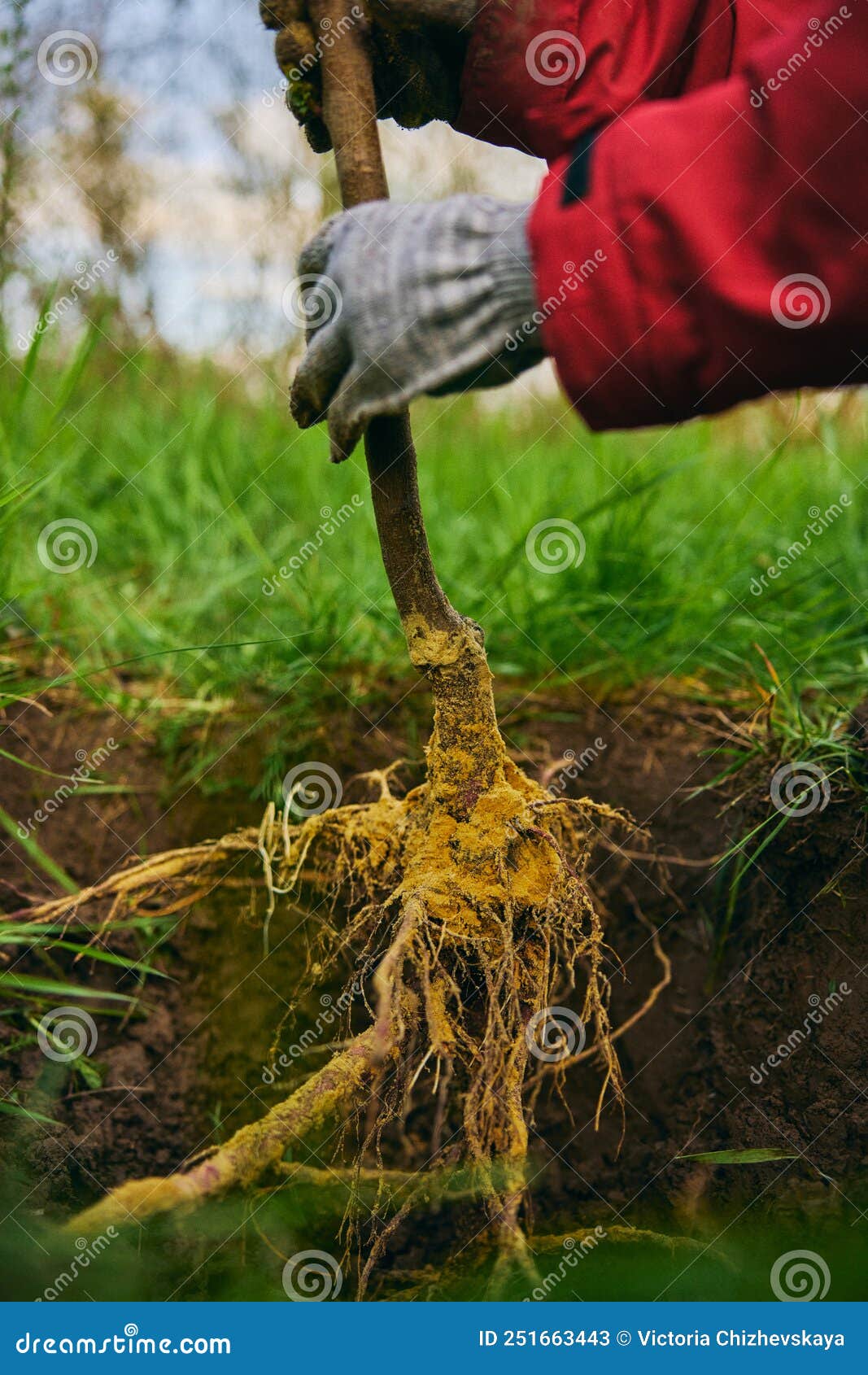 Front View of Someone Digging the Ground Making a Deep Trench in the ...