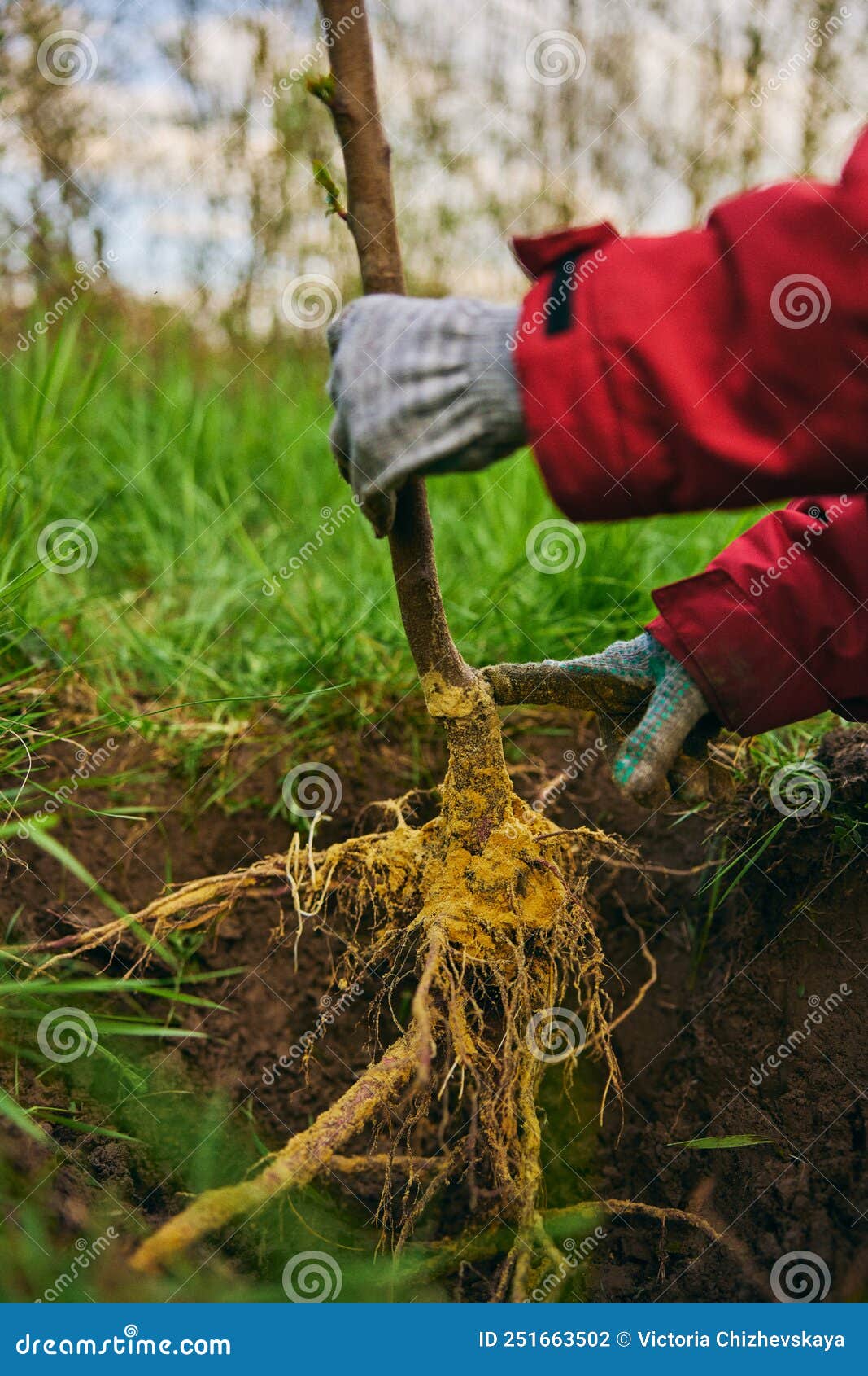 Front View of Someone Digging the Ground Making a Deep Trench in the ...