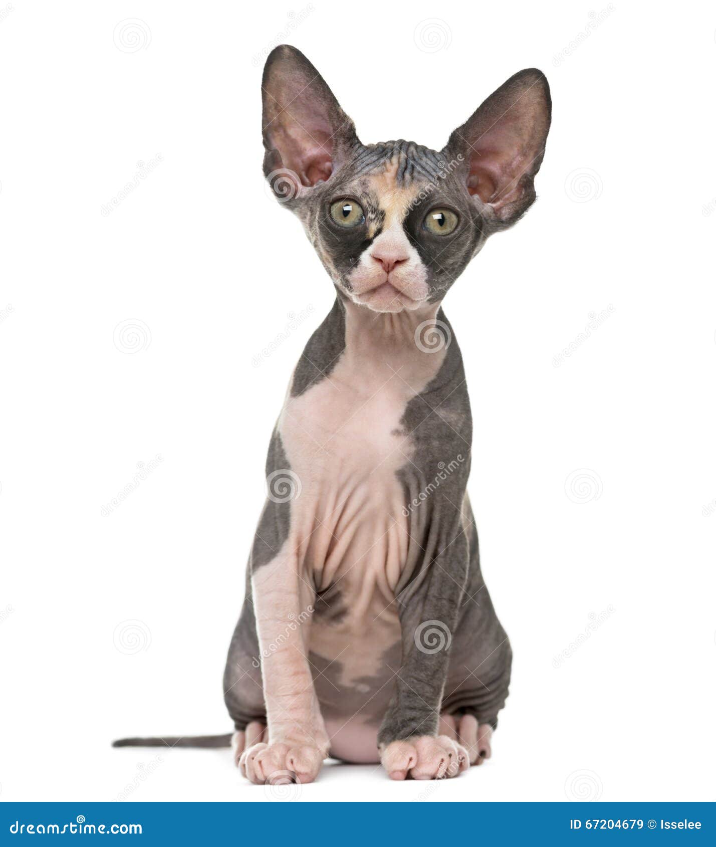 Front View of a Sphynx Kitten Isolated on White Stock Image - Image of ...