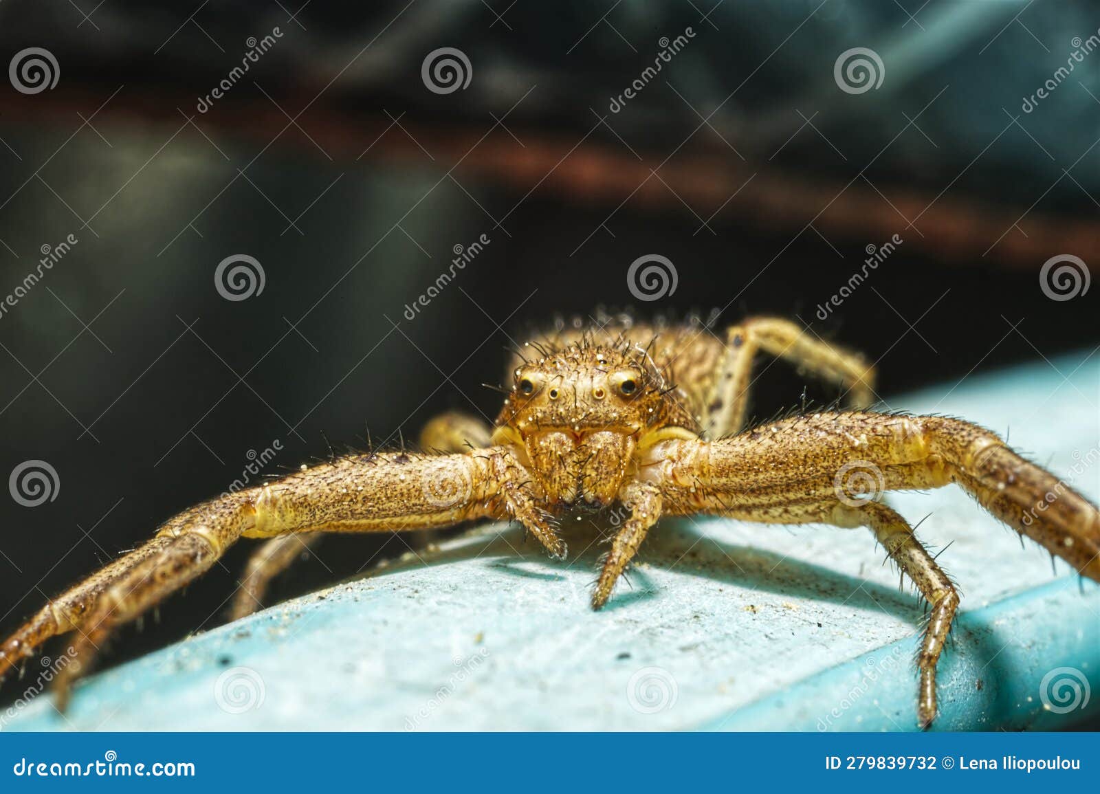 Front View of a Spider in Macro Stock Photo - Image of fragility ...