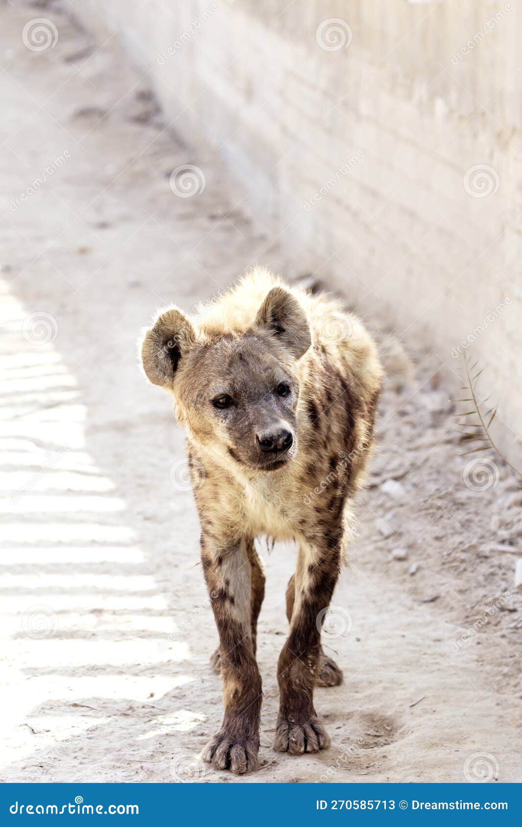 Spotted hyena stock image. Image of scavenge, savannah - 270585713