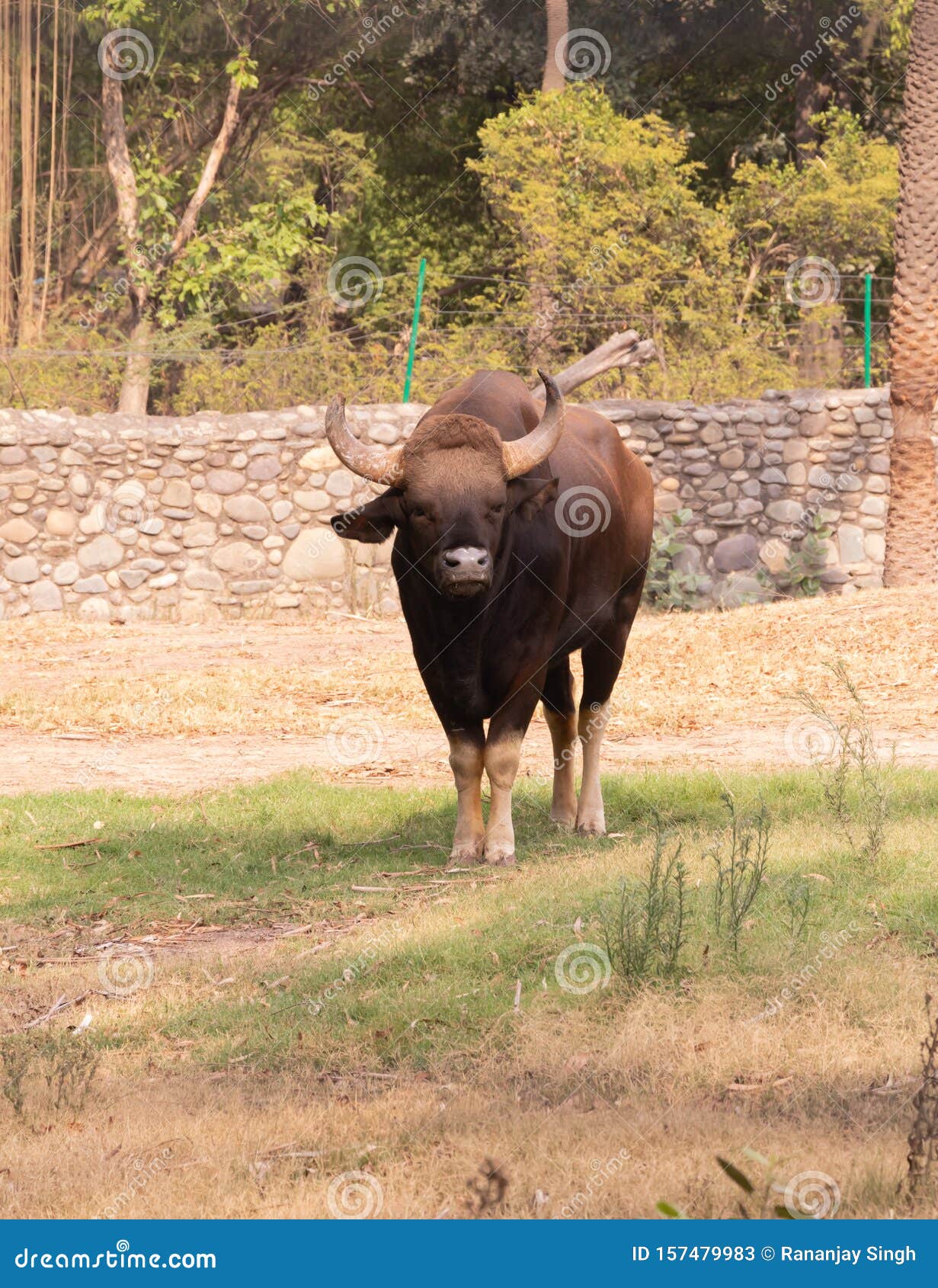 Front View of Standing Gaur, Bos Gaurus or Indian Bison in the Cage of ...