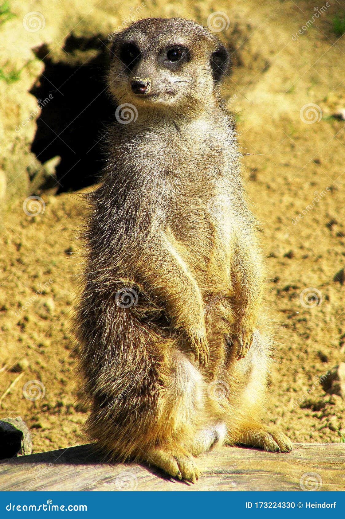 Side View of a Standing Meerkat, Also Called Surikate Stock Photo ...