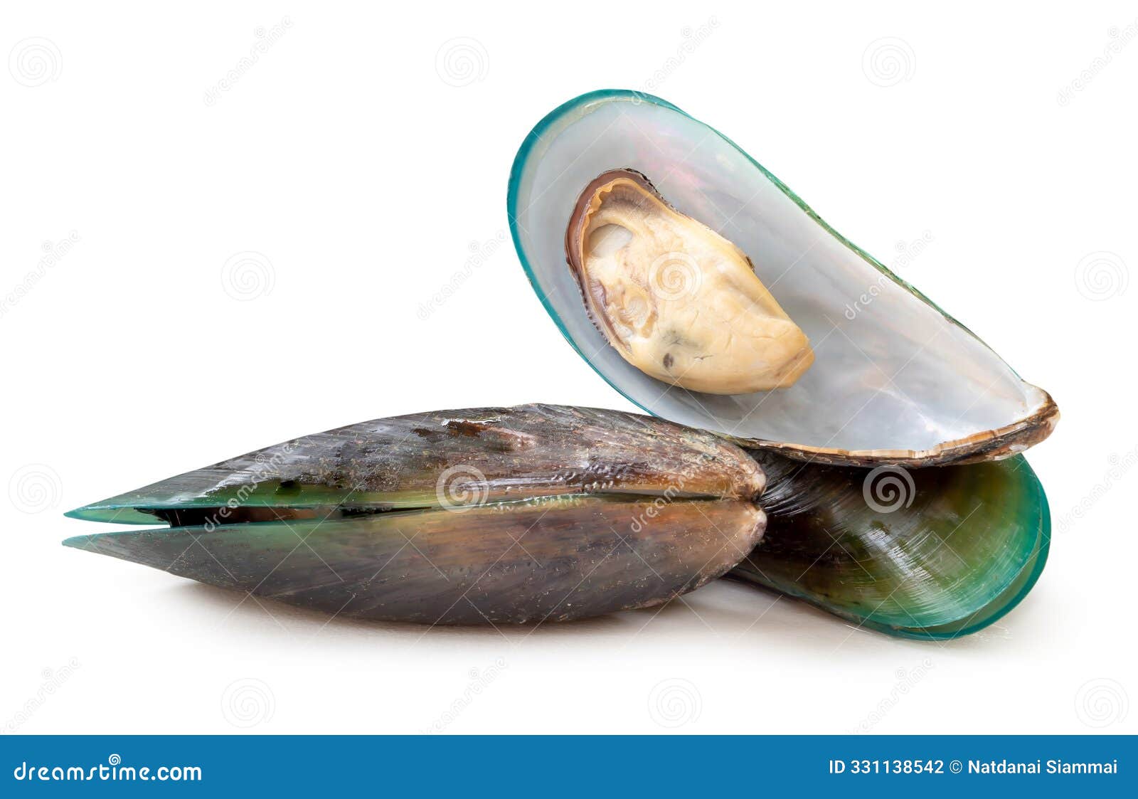 Front View of Steamed or Cooked Green Mussels in Stack Isolated on ...