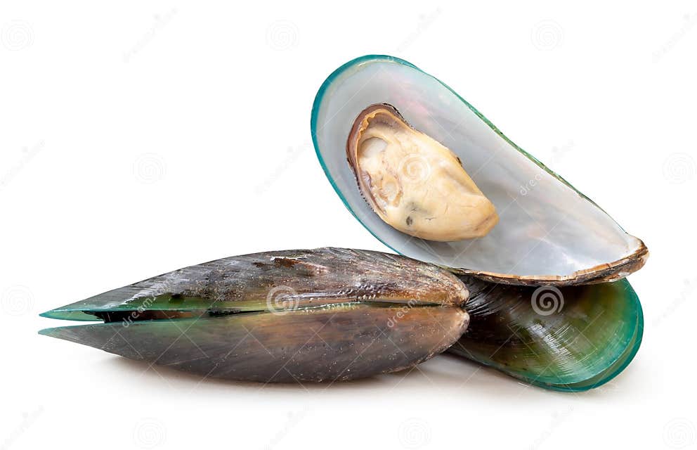 Front View of Steamed or Cooked Green Mussels in Stack Isolated on ...